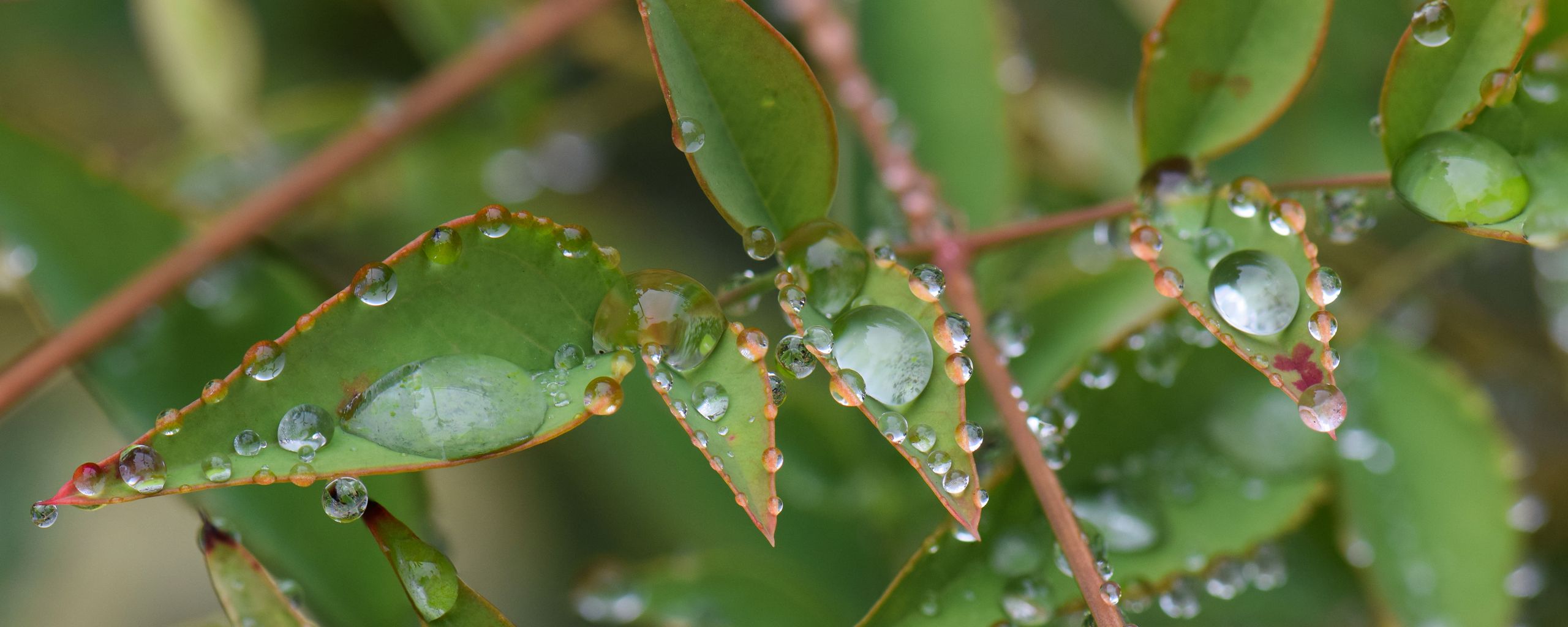 Download wallpaper 2560x1024 leaves, branches, drops, macro, plant ...
