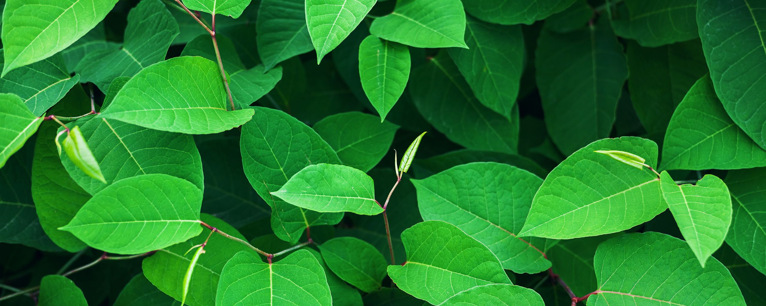 Download wallpaper 2560x1024 leaves, branches, plant, macro, green ...