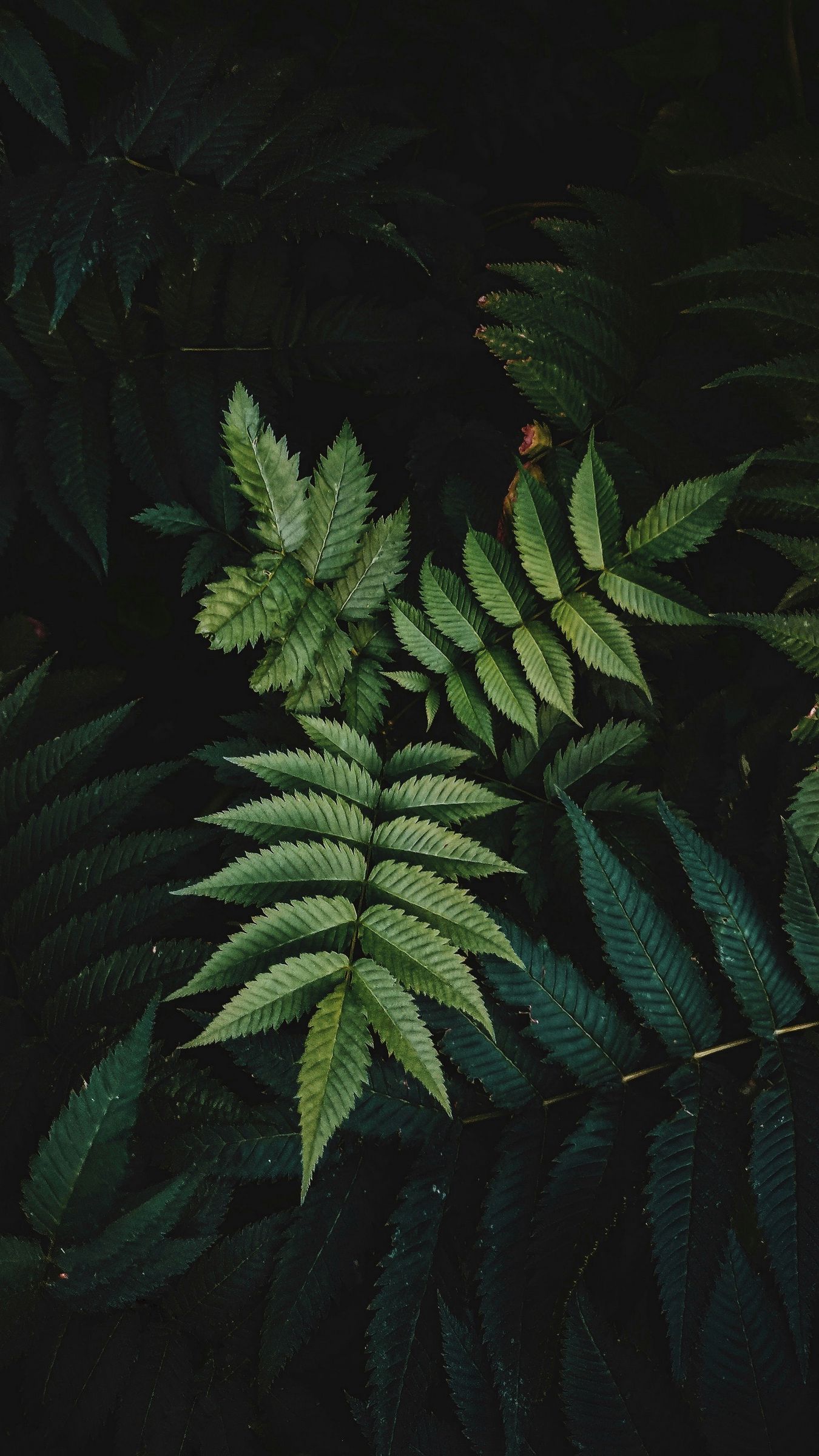 Download wallpaper 1350x2400 leaves, bush, branches, macro, green ...