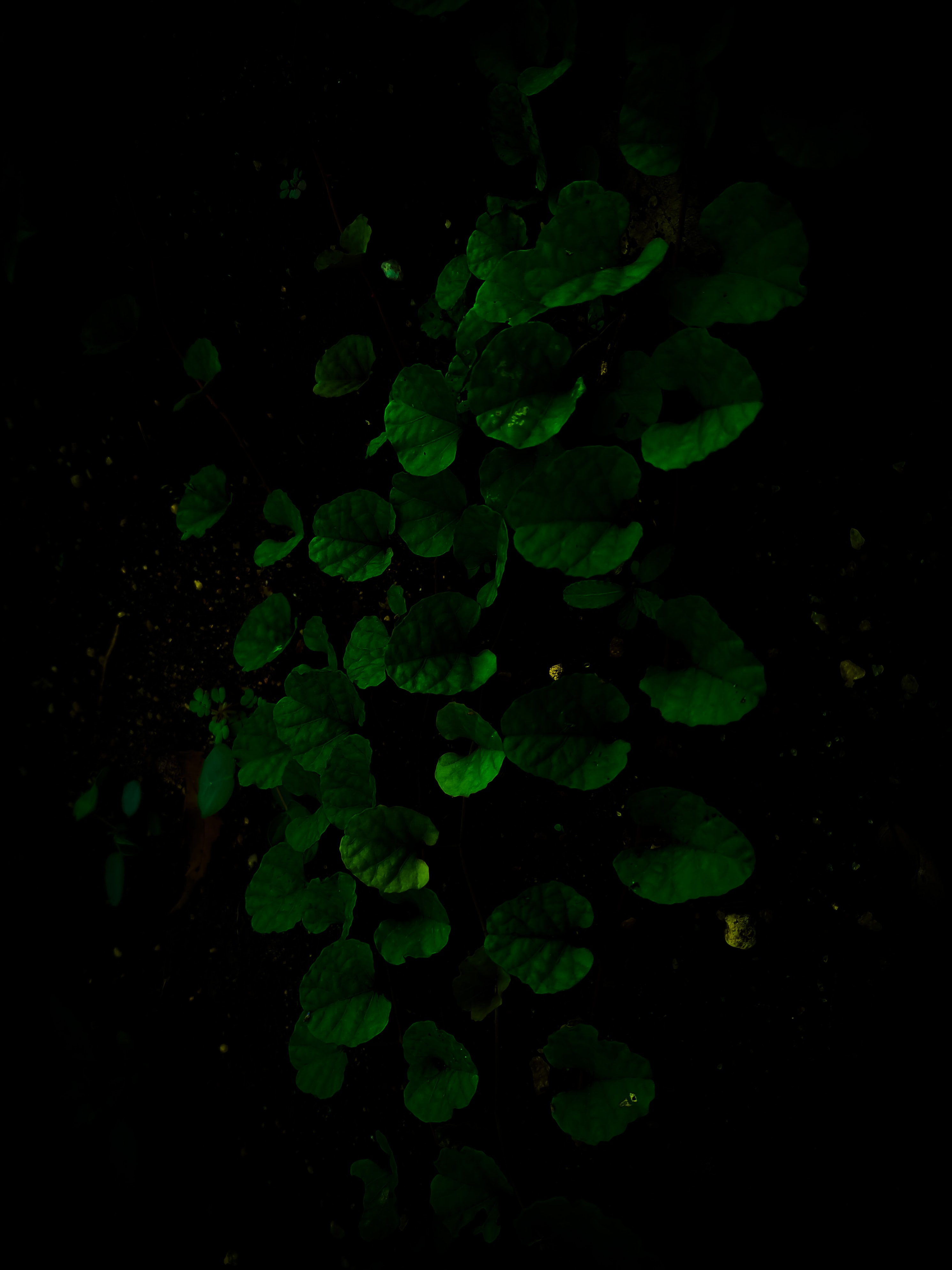 Download wallpaper 2982x3976 leaves, bushes, plant, dark hd background