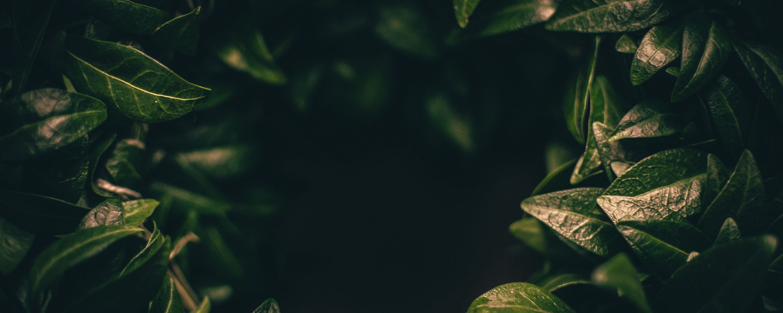 Download wallpaper 2560x1024 leaves, dark, plant, green, blur, closeup ...