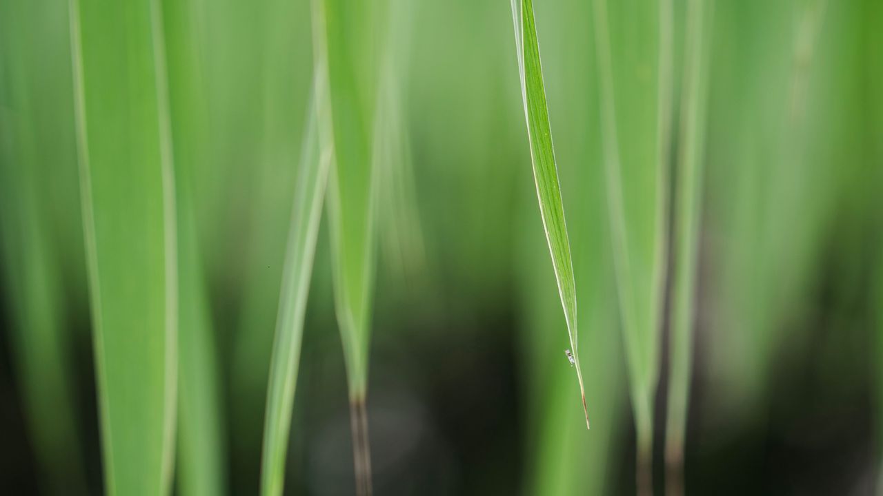 Wallpaper leaves, grass, macro, plant hd, picture, image