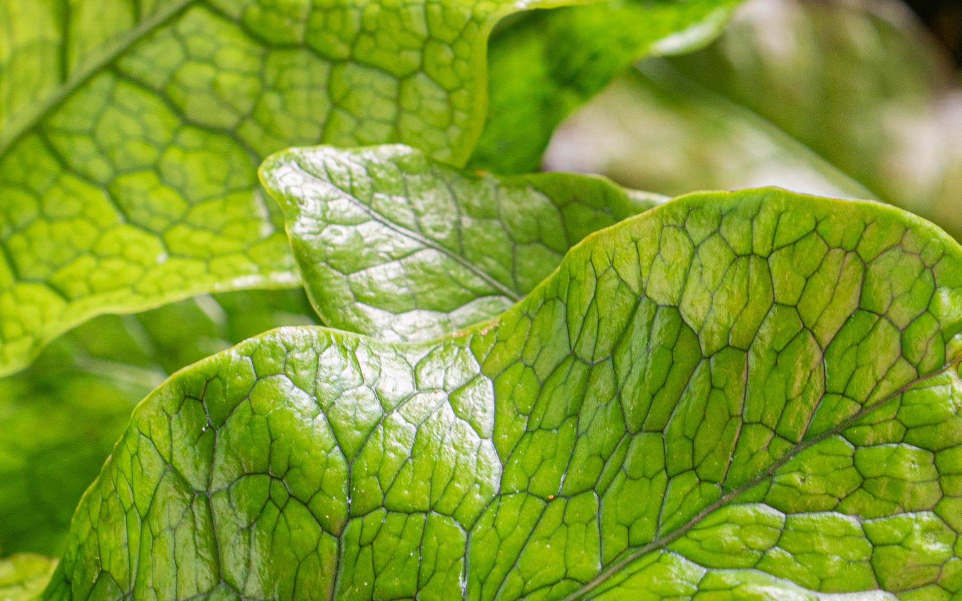 Download wallpaper 1920x1200 leaves, green, highlights, macro ...