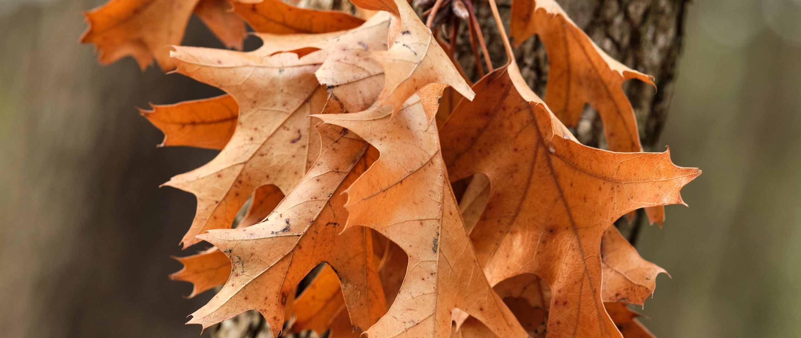 Download wallpaper 2560x1080 leaves, maple, autumn, tree, bark dual ... Download wallpaper 2560x1080 leaves, maple, autumn, tree, bark dual ...