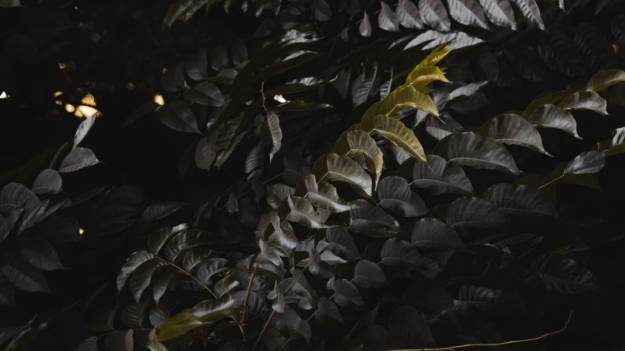 Wallpaper leaves, plant, branches, bush, dark hd, picture, image