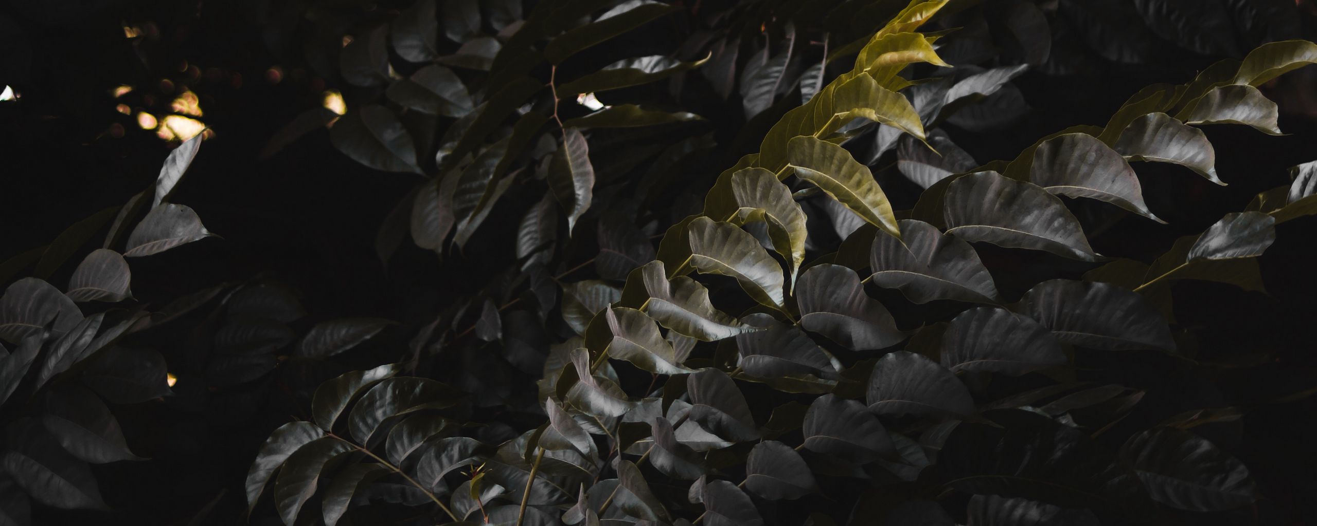 Download wallpaper 2560x1024 leaves, plant, branches, bush, dark ...