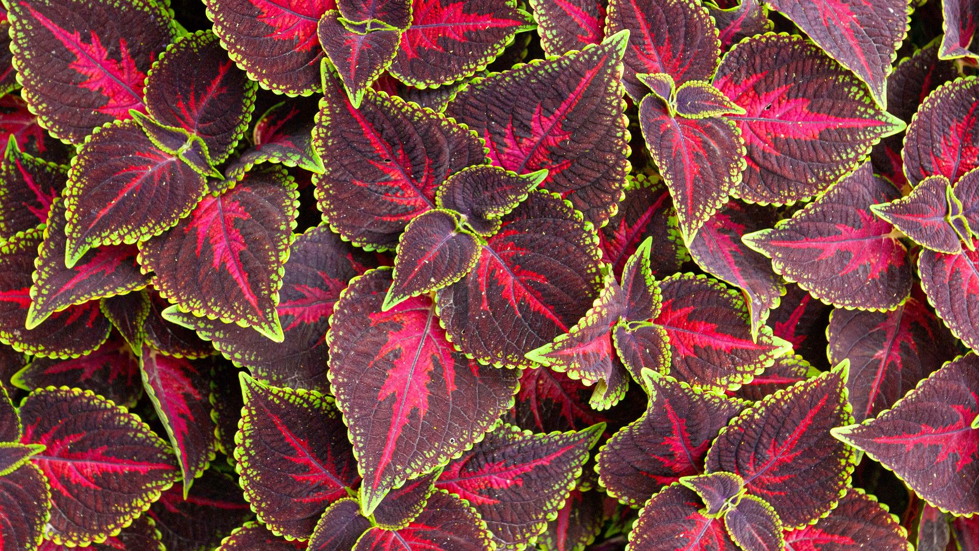Download wallpaper 1920x1080 leaves, plant, coleus, red, green full hd ...