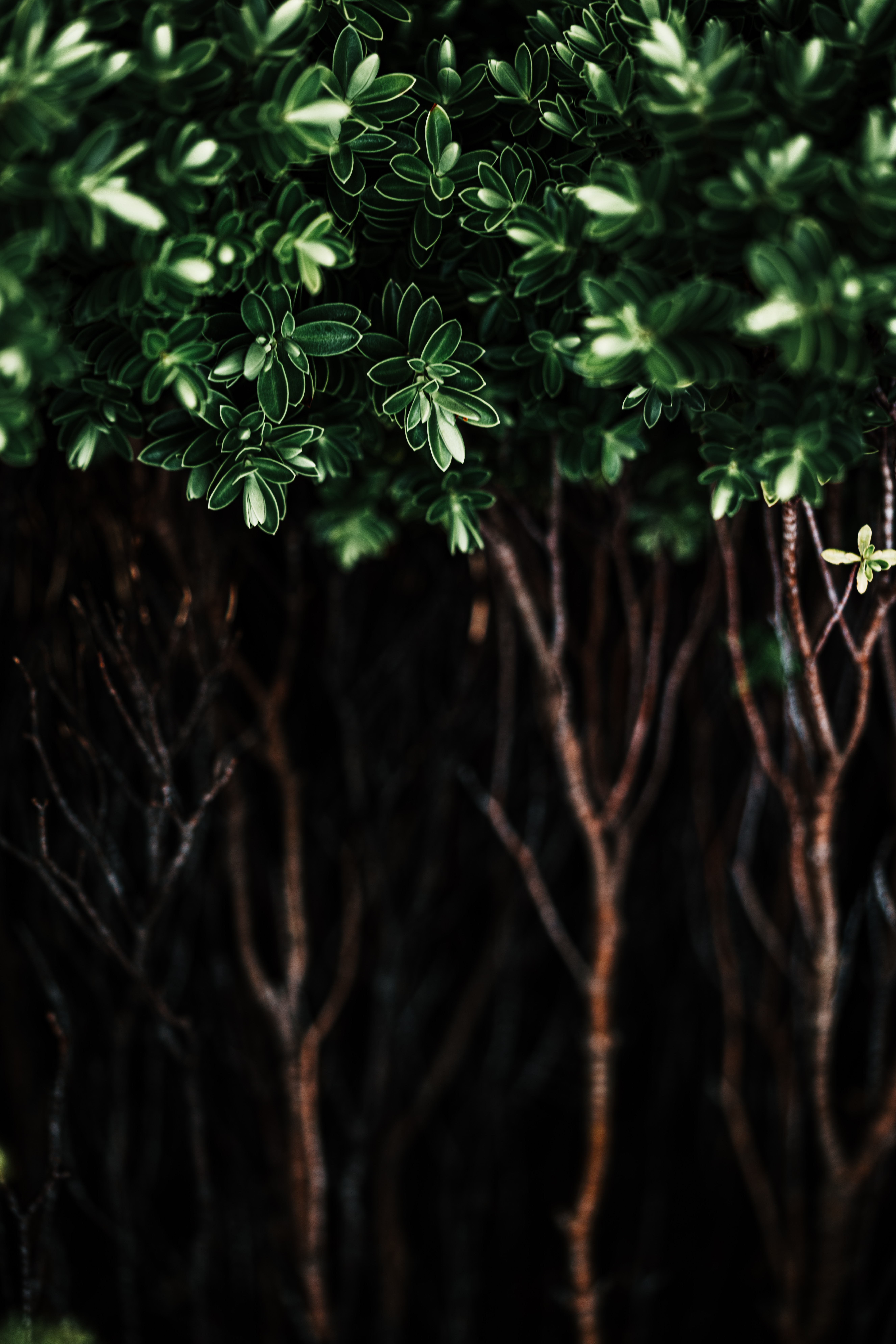 Download wallpaper 5304x7952 leaves, plant, dark, bush, branches hd ...