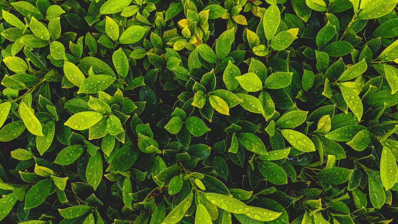 Wallpaper leaves, plant, drops, green hd, picture, image