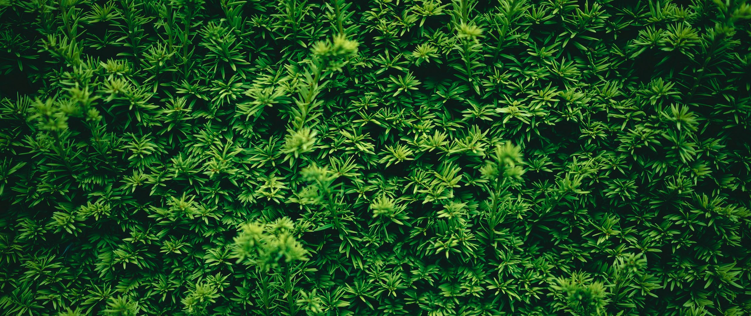 Download wallpaper 2560x1080 leaves, plant, green, texture dual wide ...