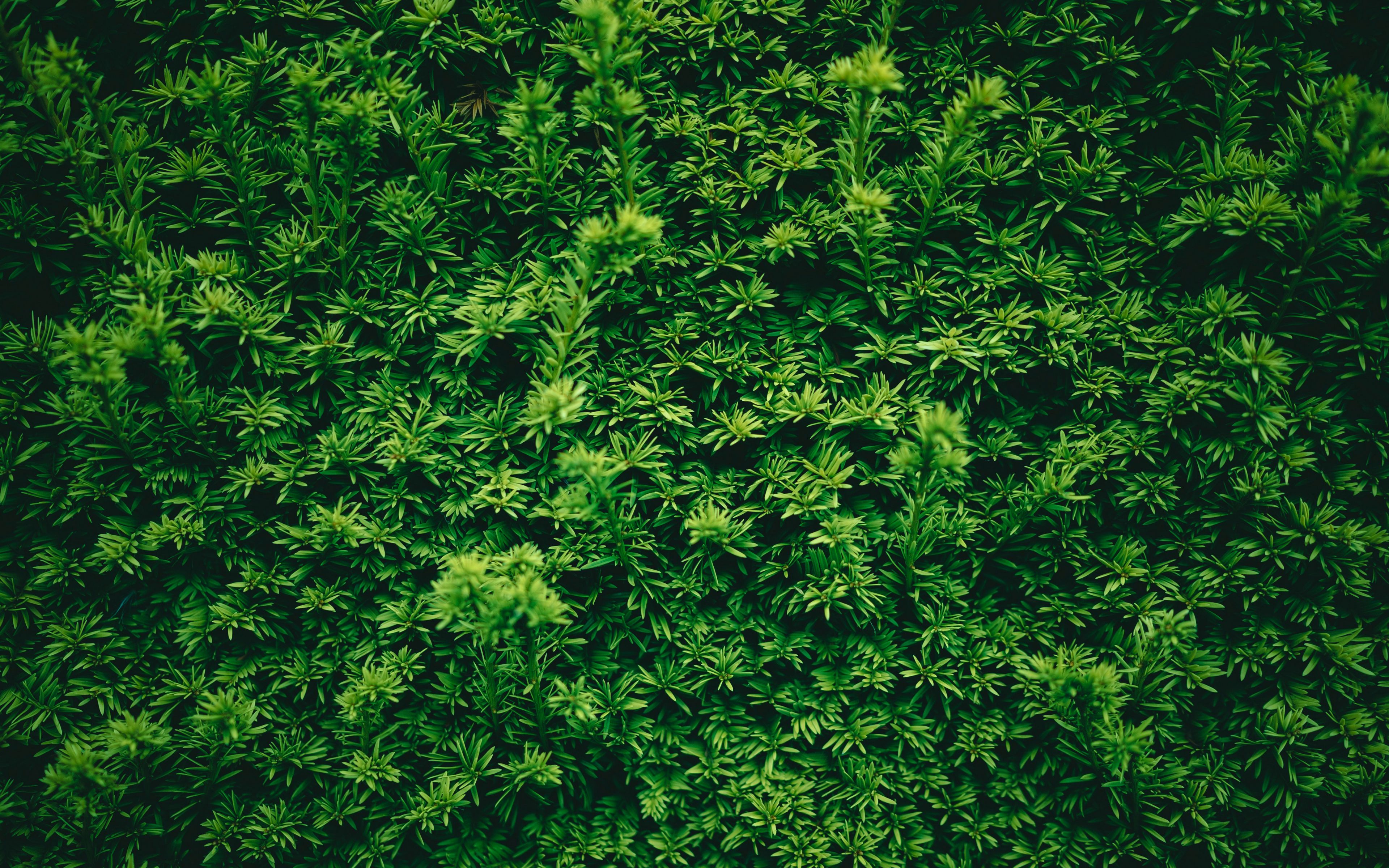 Download wallpaper 3840x2400 leaves, plant, green, texture 4k ultra hd ...