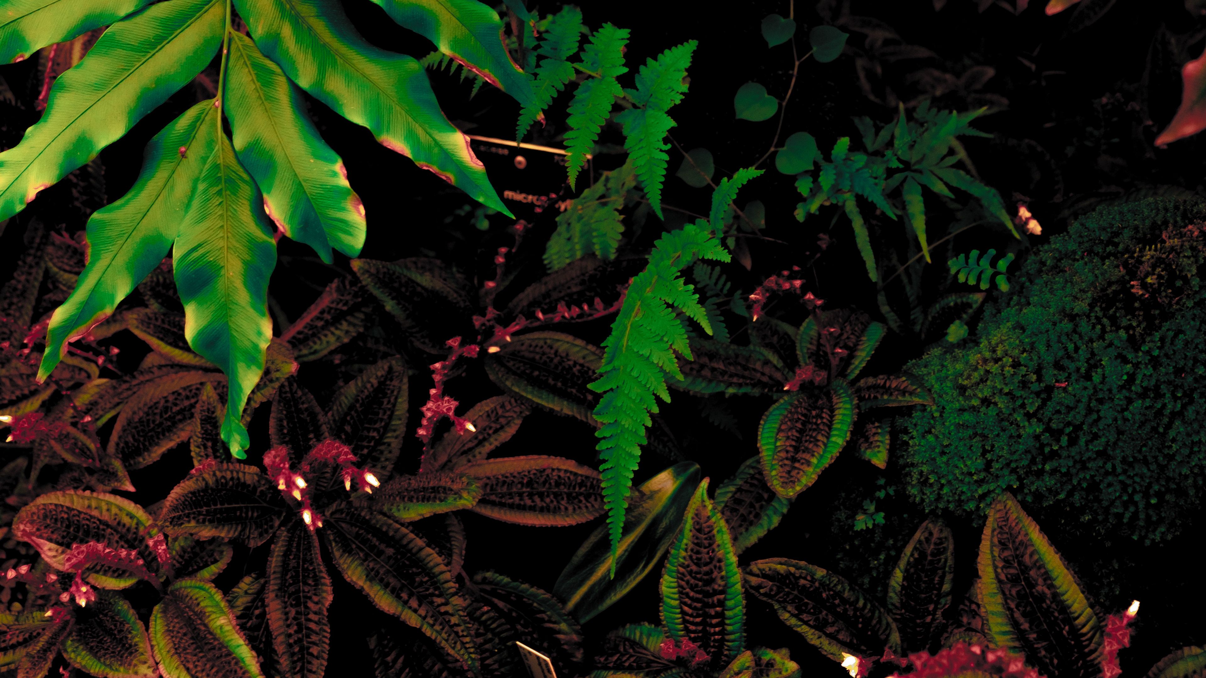 Download wallpaper 3840x2160 leaves, plant, green, vegetation 4k uhd 16 ...