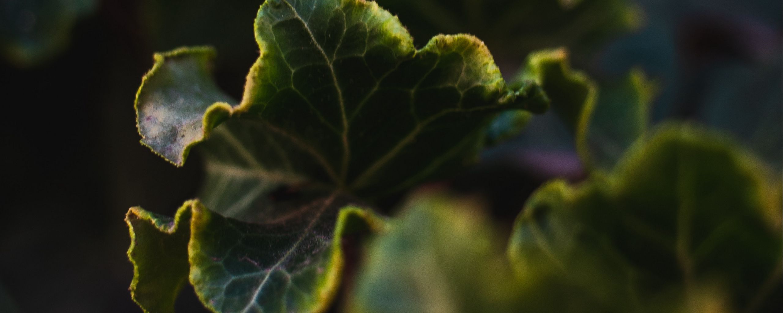 Download wallpaper 2560x1024 leaves, plant, green, veins, closeup ...