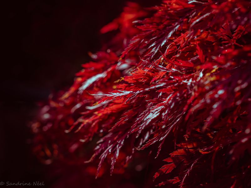 Download wallpaper 800x600 leaves, plant, red, macro pocket pc, pda hd ...