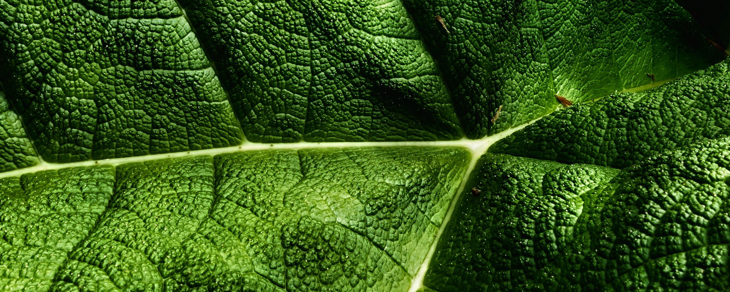 Download wallpaper 2560x1024 leaves, plant, texture, macro, green ...