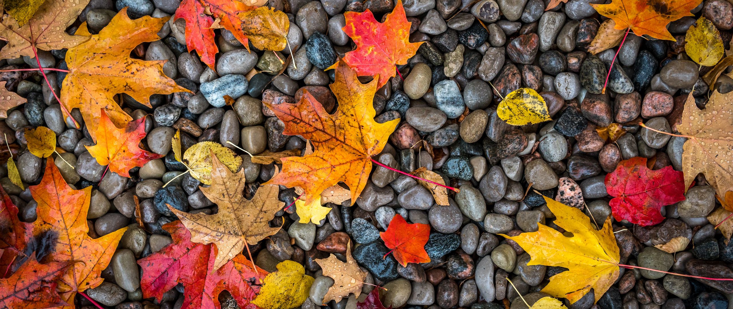Download wallpaper 2560x1080 leaves, stones, maple, wet, autumn dual ... Download wallpaper 2560x1080 leaves, stones, maple, wet, autumn dual ...