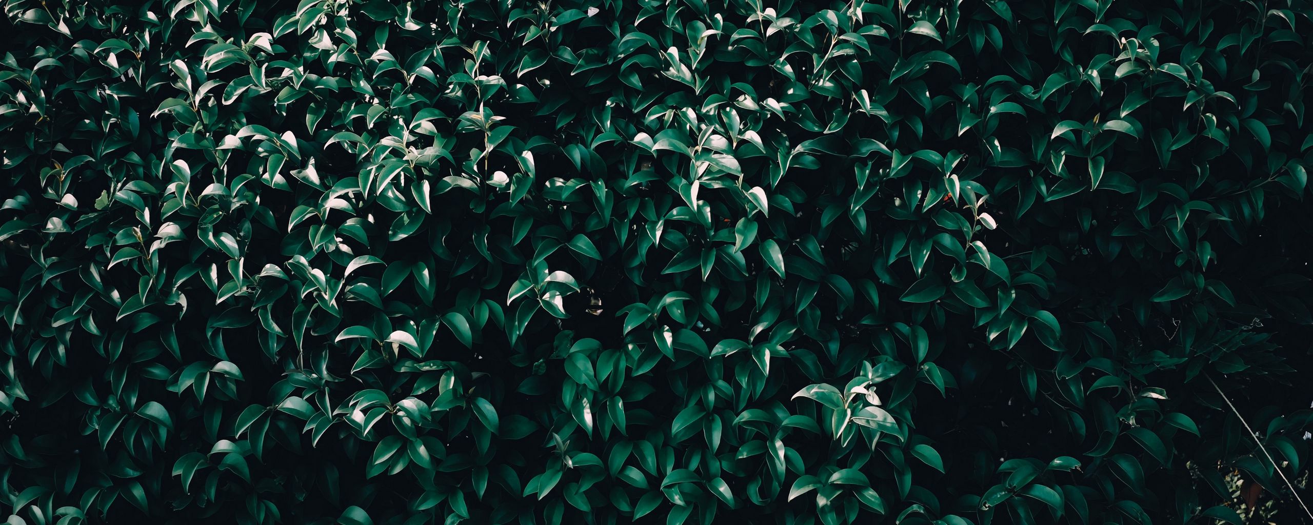 Download wallpaper 2560x1024 leaves, tree, branches ultrawide monitor ...