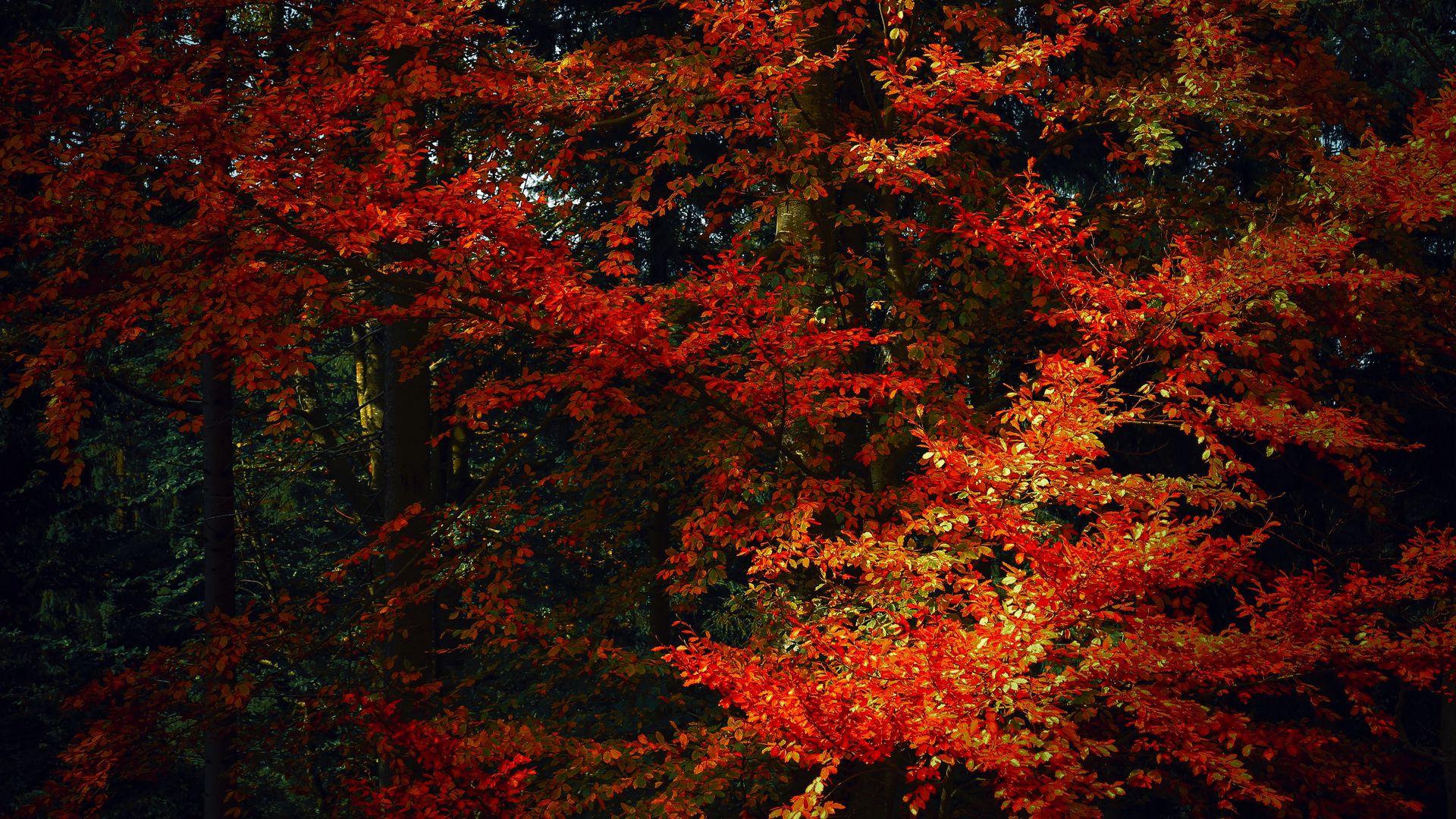 Download wallpaper 1920x1080 leaves, trees, autumn, branches, shadows ...