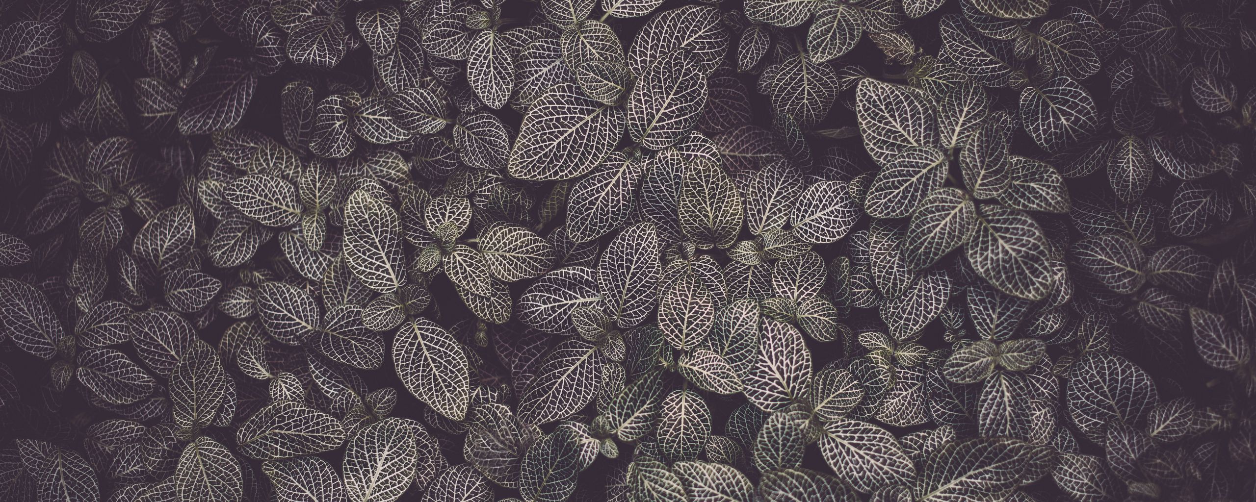 Download wallpaper 2560x1024 leaves, veins, plant, texture ultrawide ...