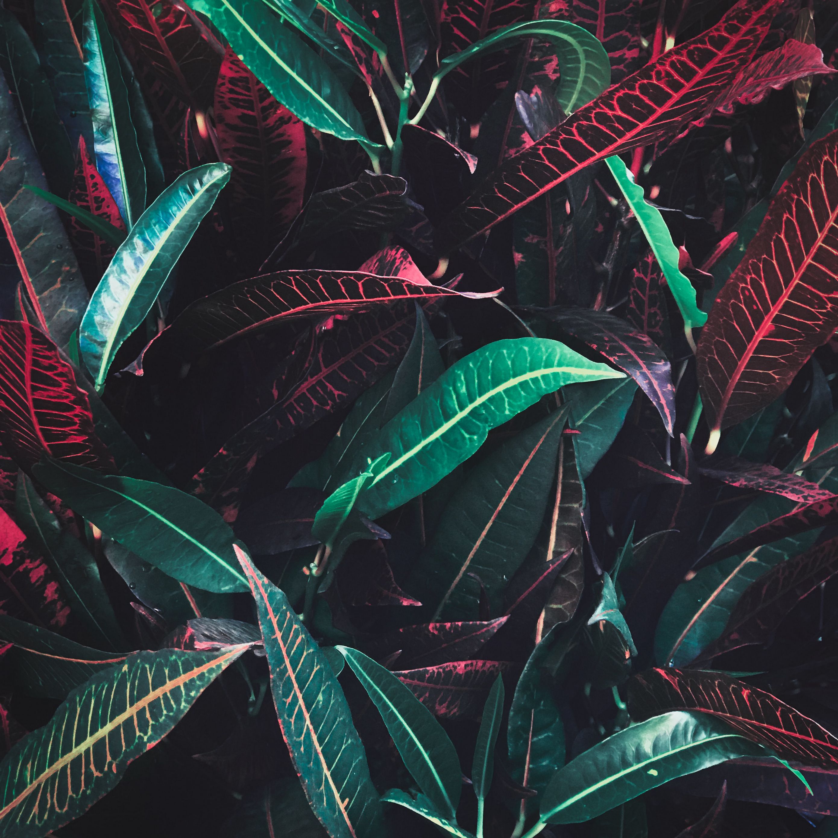 Download wallpaper 2780x2780 leaves, veins, red, plant ipad air, ipad ...
