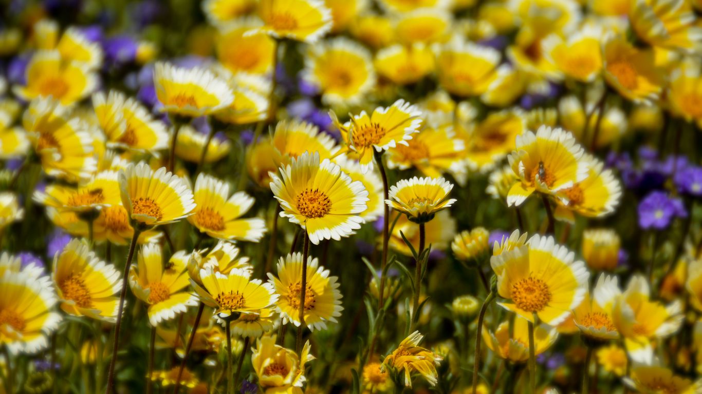 Download wallpaper 1366x768 leia, flowers, petals, spring tablet ...