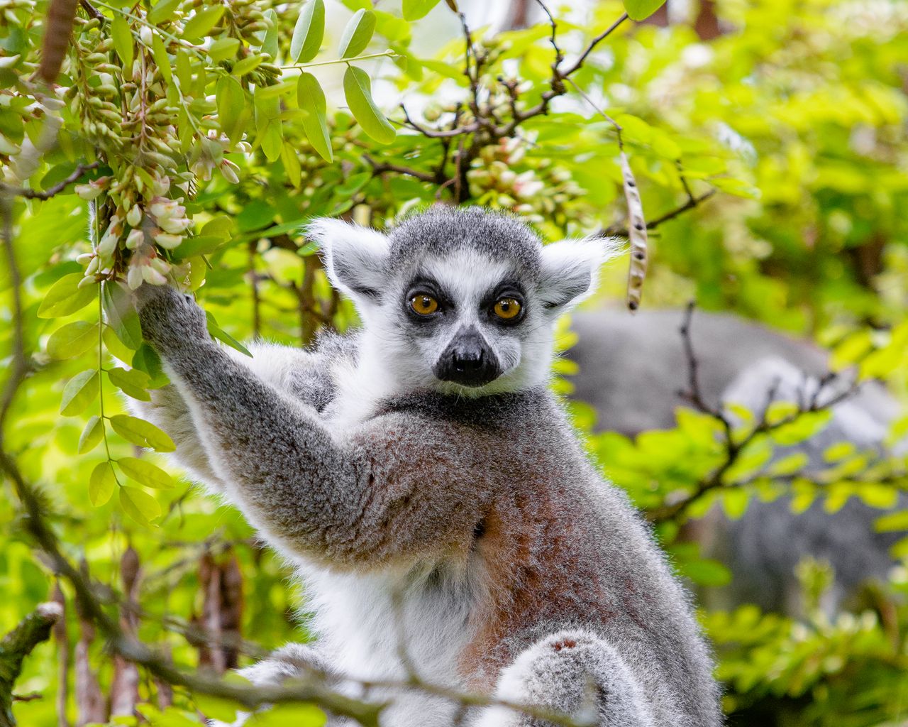 Download wallpaper 1280x1024 lemur, tree, branches, animal, wildlife ...
