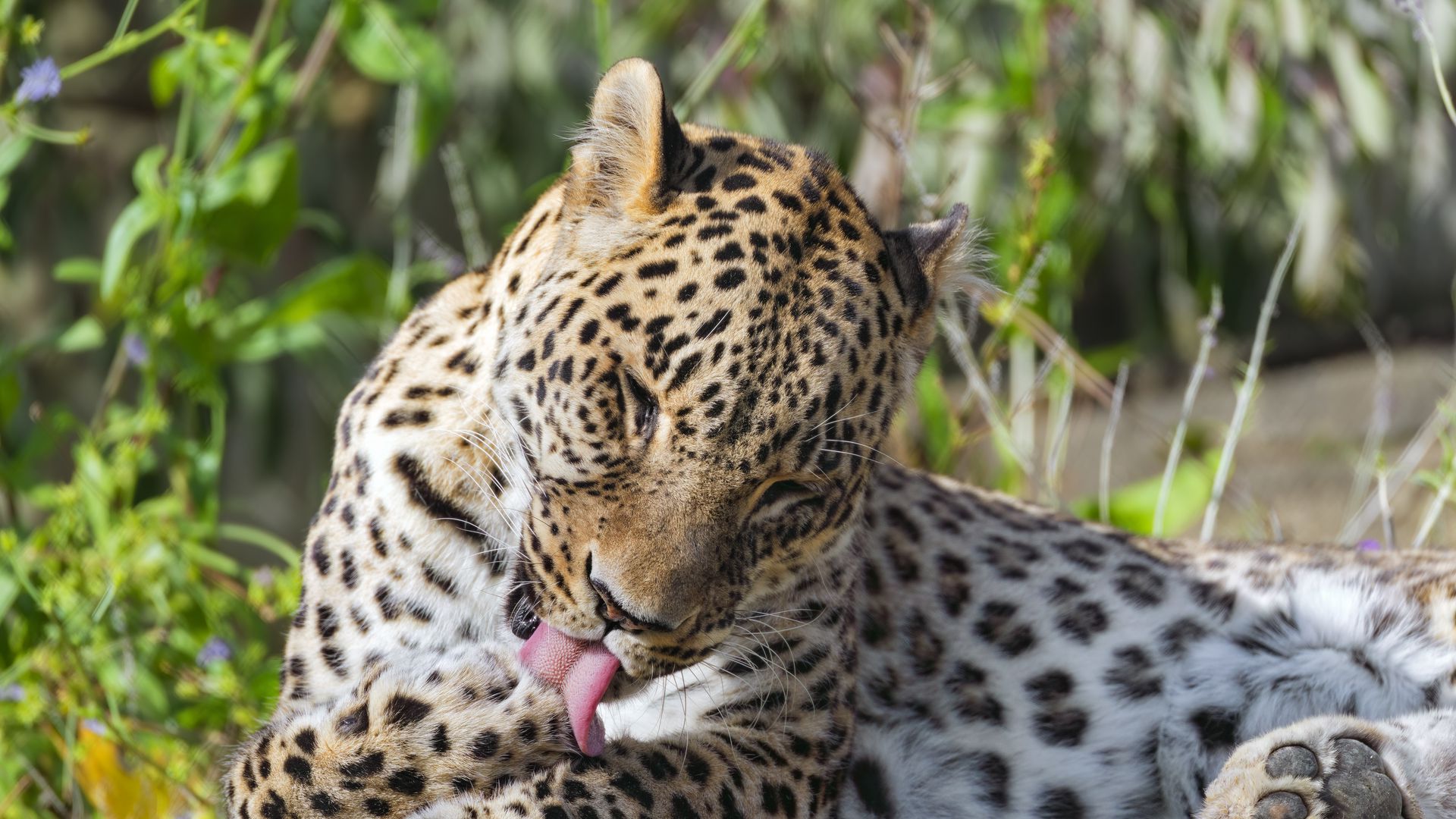 Download wallpaper 1920x1080 leopard, predator, animal, fur, spots ...