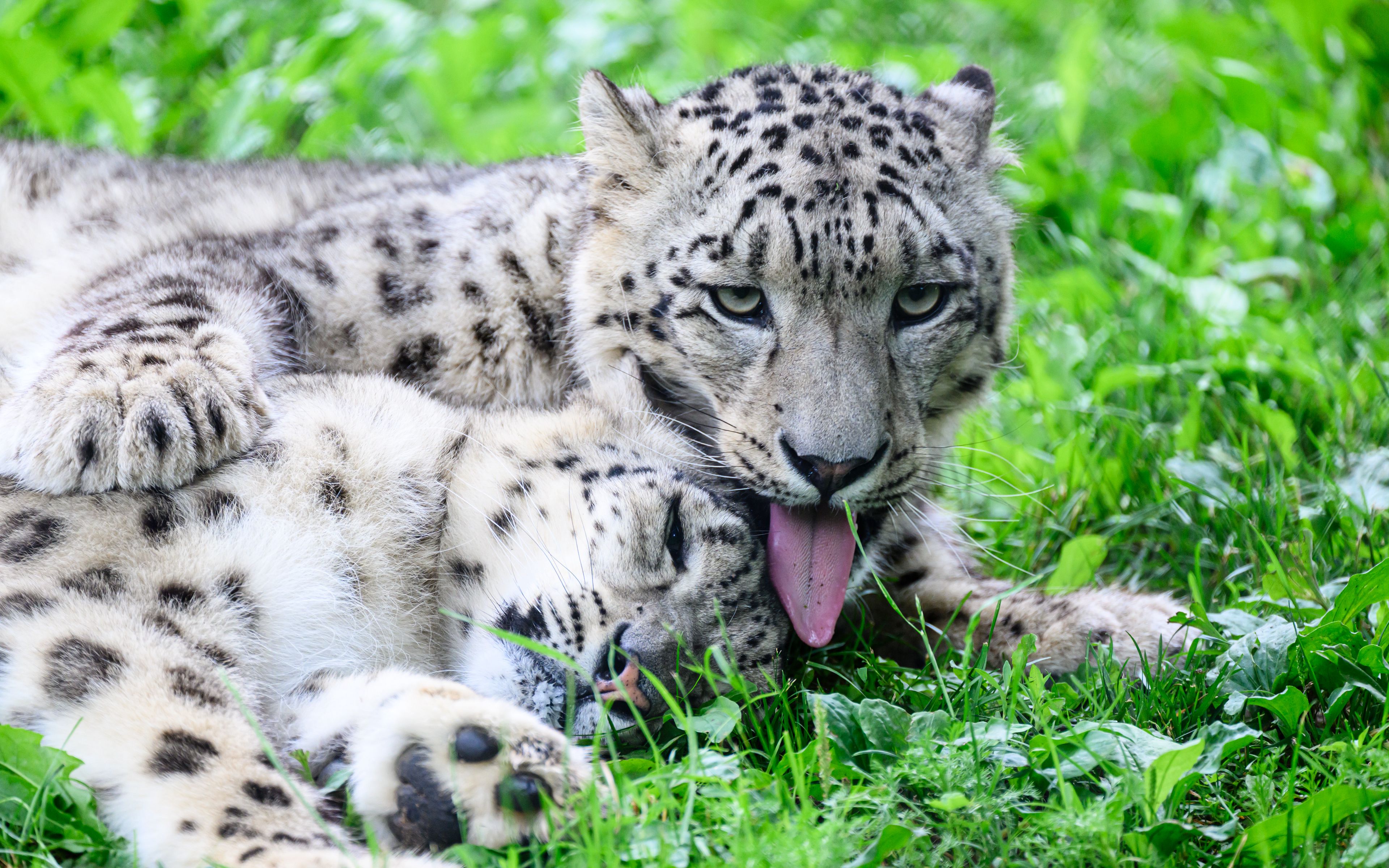 Download wallpaper 3840x2400 leopards, predators, animals, funny 4k ...