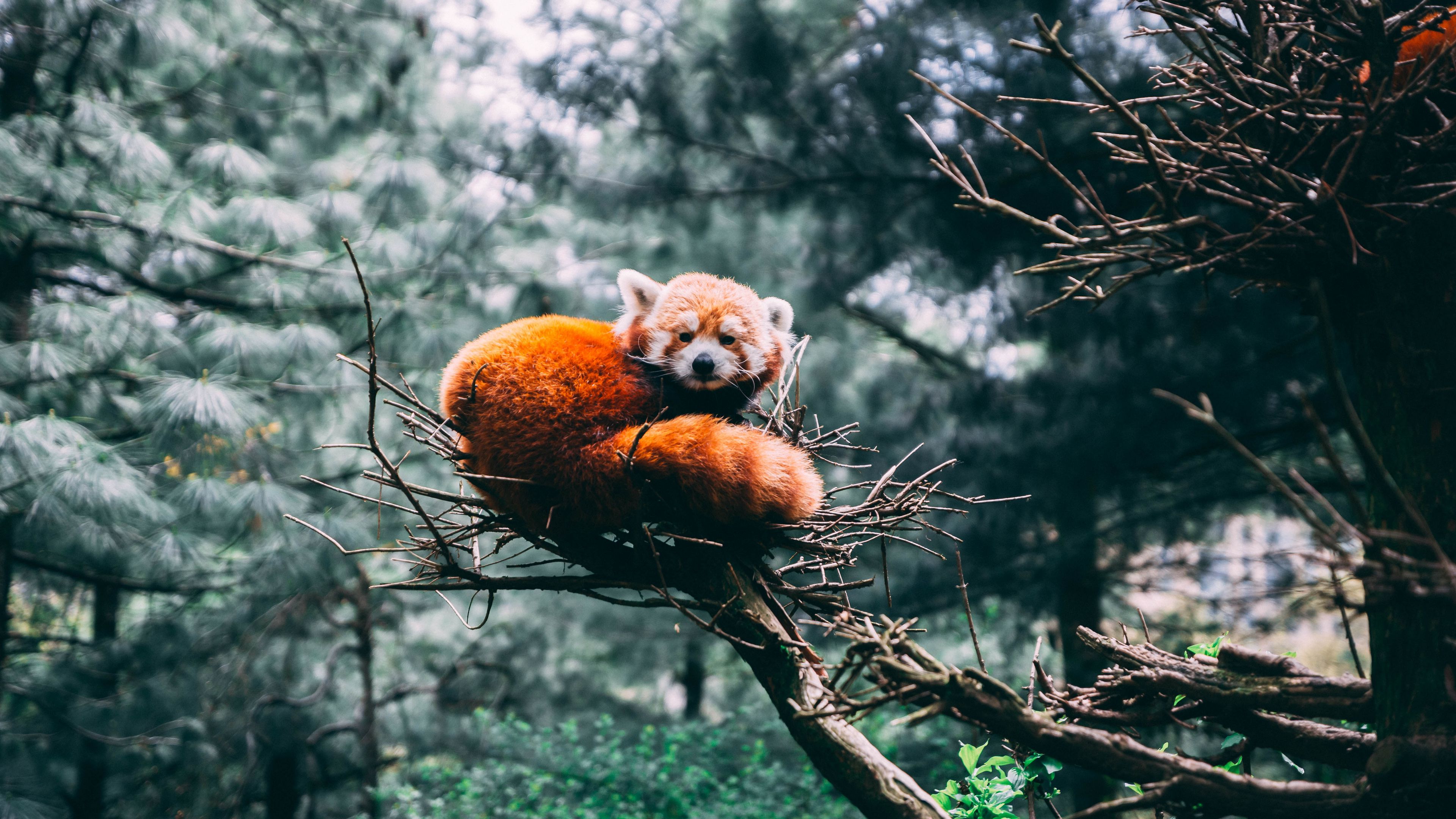 Download wallpaper 3840x2160 red panda, panda, wildlife 4k uhd 16:9 hd ...