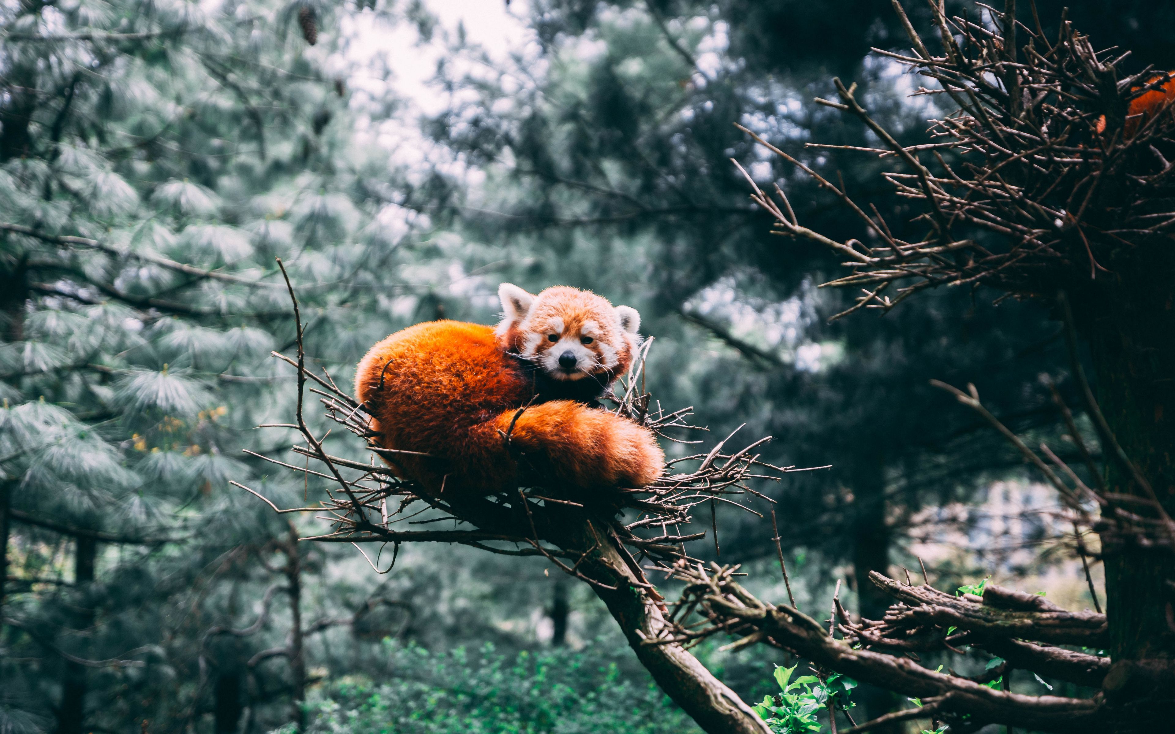 Download wallpaper 3840x2400 red panda, panda, wildlife 4k ultra hd 16: ...