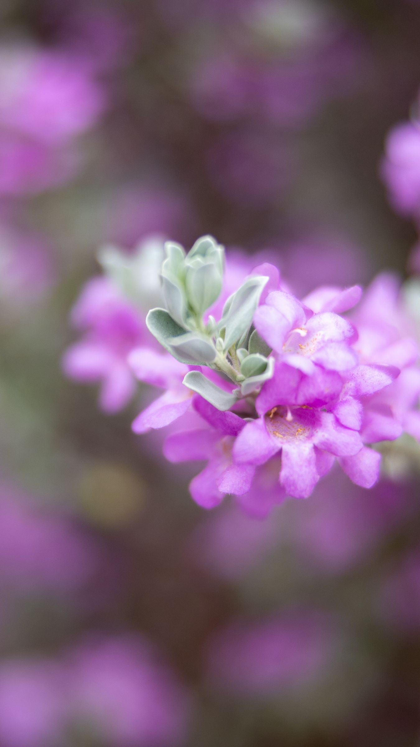 Download wallpaper 1350x2400 leucophyllum, flowers, inflorescence ...