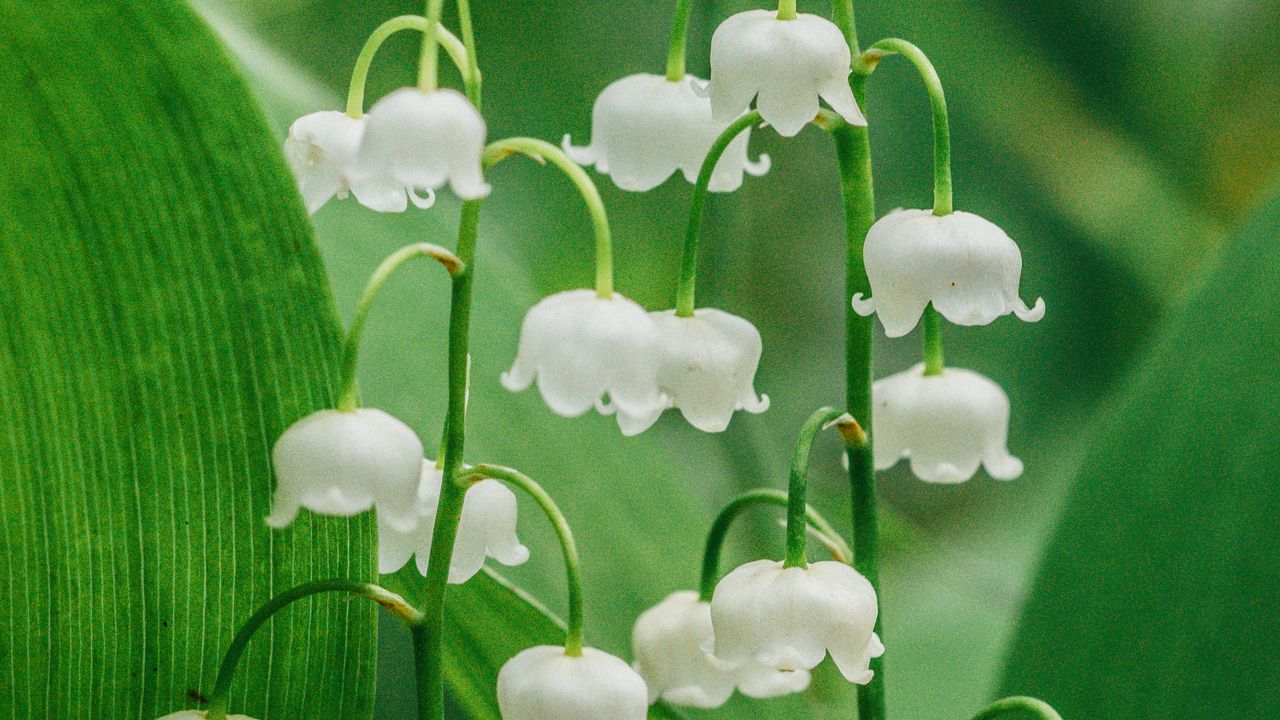 Wallpaper may lily, flowers, plant, macro hd, picture, image