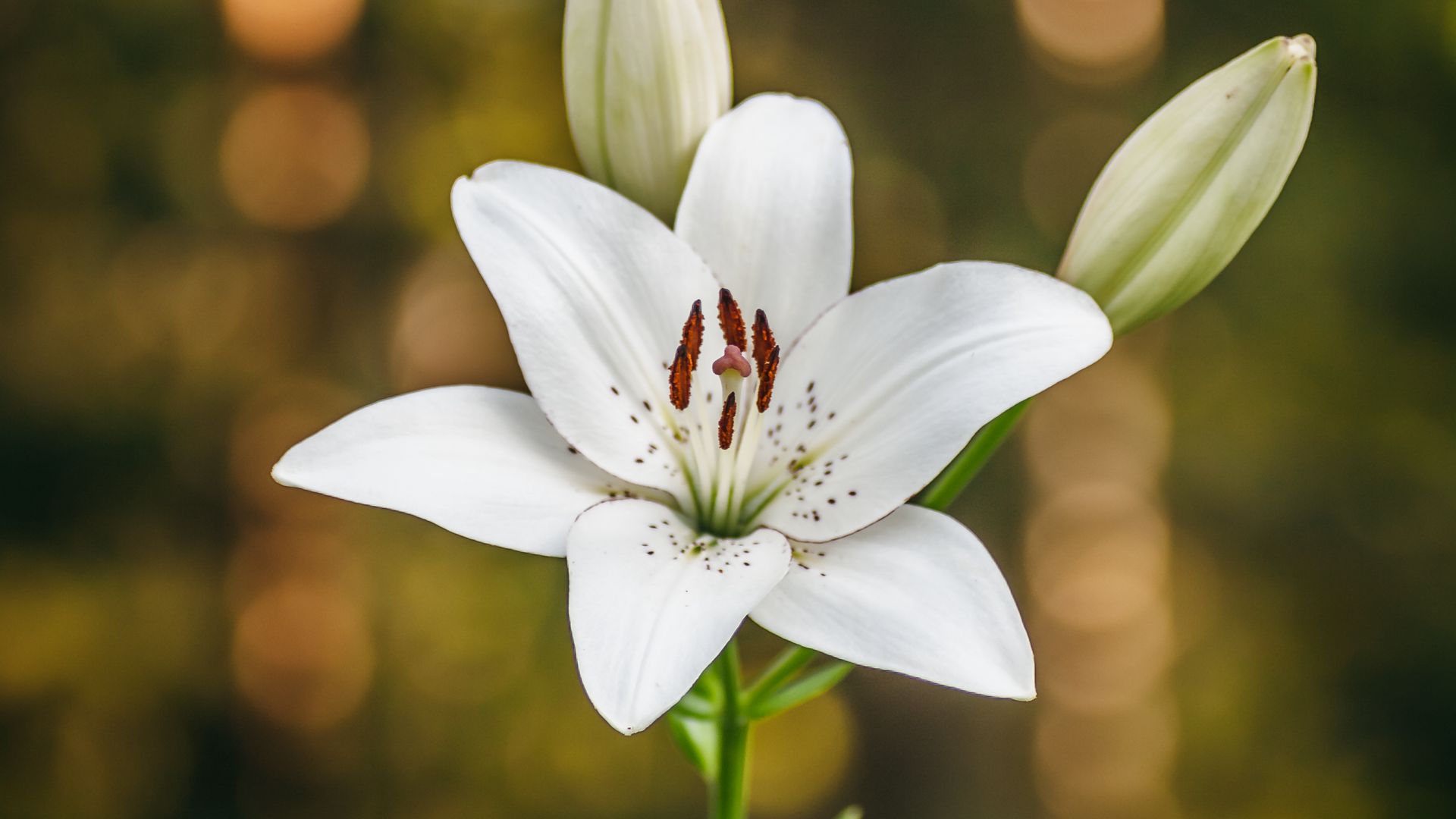 Download wallpaper 1920x1080 lily, petals, flower, macro, white full hd ...