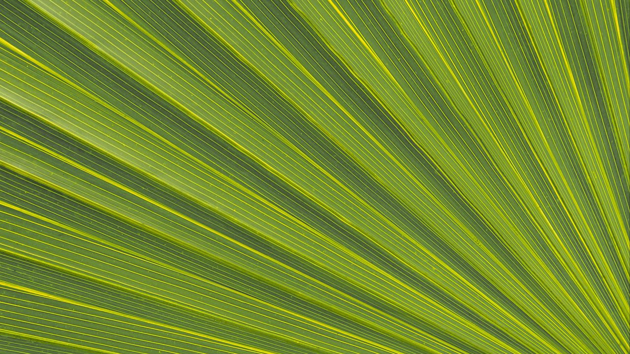 Wallpaper lines, stripes, leaf hd, picture, image