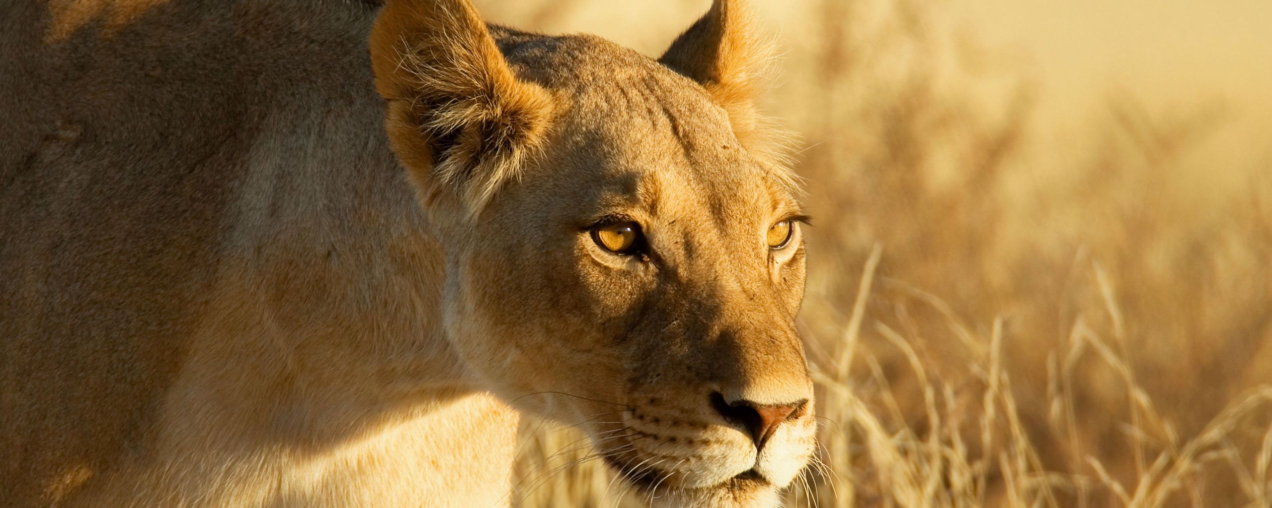 Download wallpaper 2560x1024 lion, face, lioness, grass ultrawide ... Download wallpaper 2560x1024 lion, face, lioness, grass ultrawide ...
