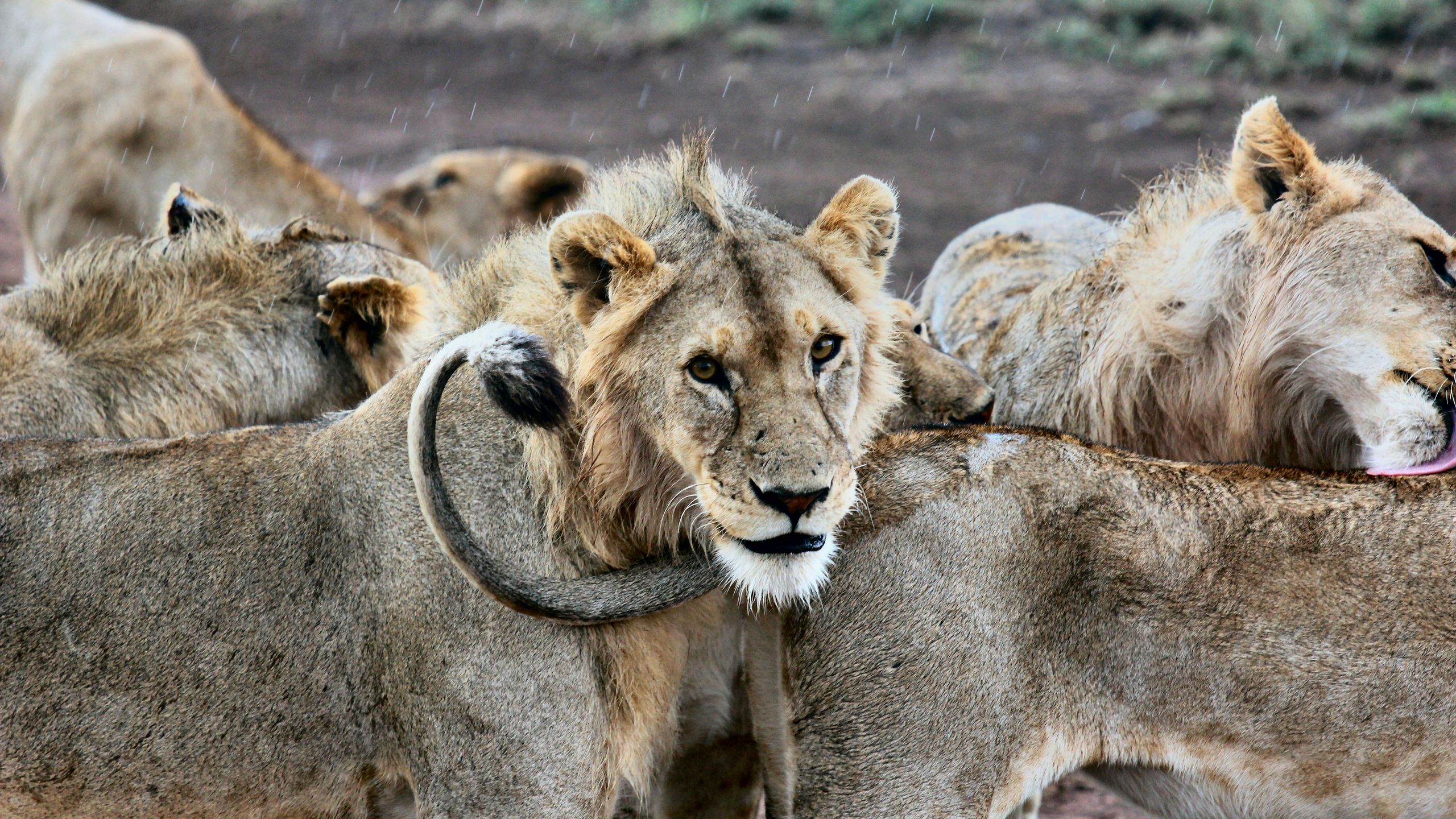 Download wallpaper 2560x1440 lion, lions, predators, muzzle widescreen ...