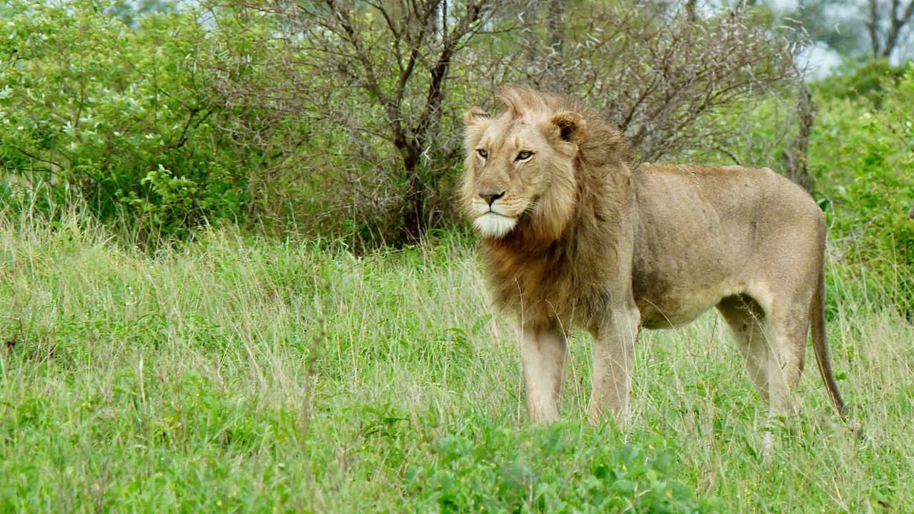 Wallpaper lion, predator, animal, wildlife hd, picture, image