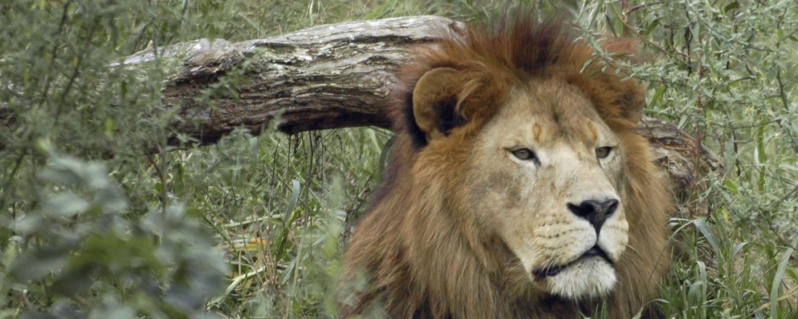 Download wallpaper 2560x1024 lion, predator, face, grass ultrawide ... Download wallpaper 2560x1024 lion, predator, face, grass ultrawide ...
