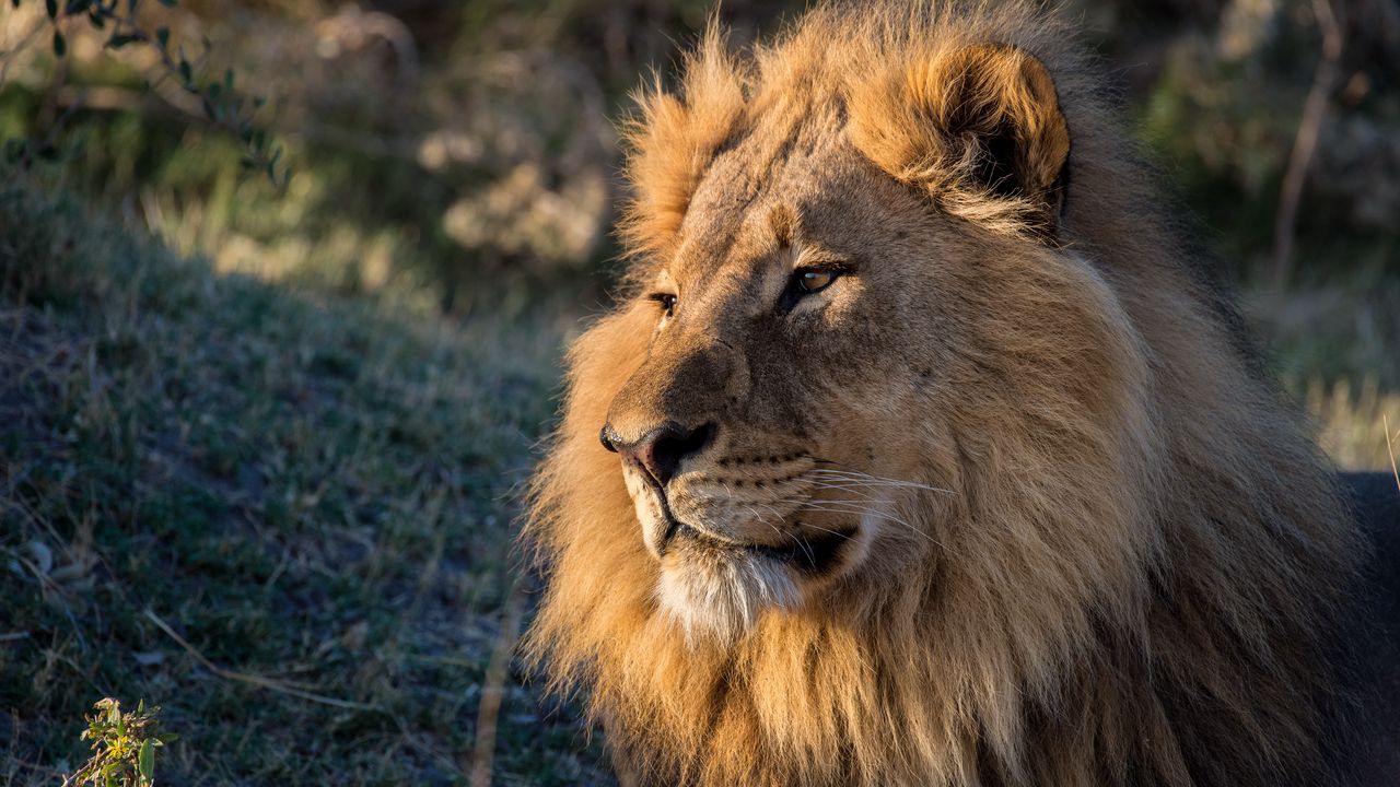 Wallpaper lion, predator, glance, animal, big cat hd, picture, image