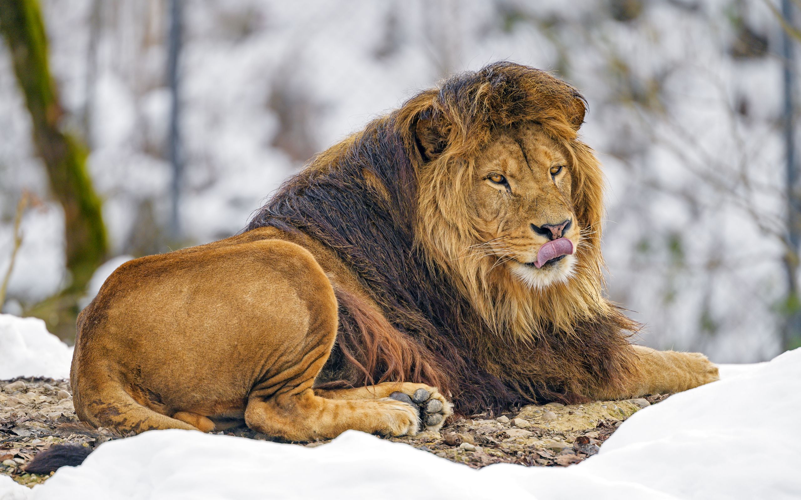 Download wallpaper 2560x1600 lion, protruding tongue, animal, predator ...