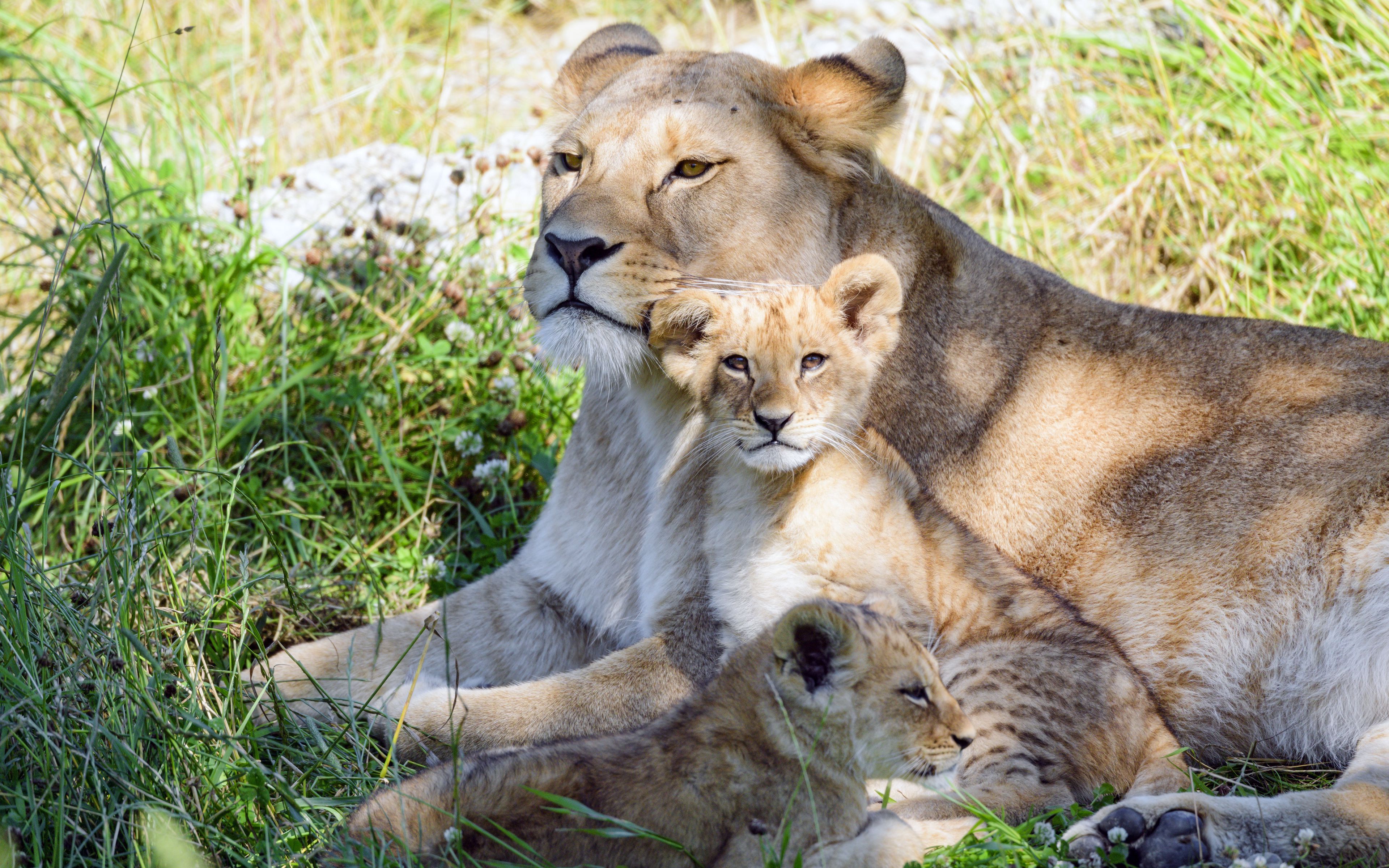 Download wallpaper 3840x2400 lioness, cub, family, cute, care, grass 4k ...