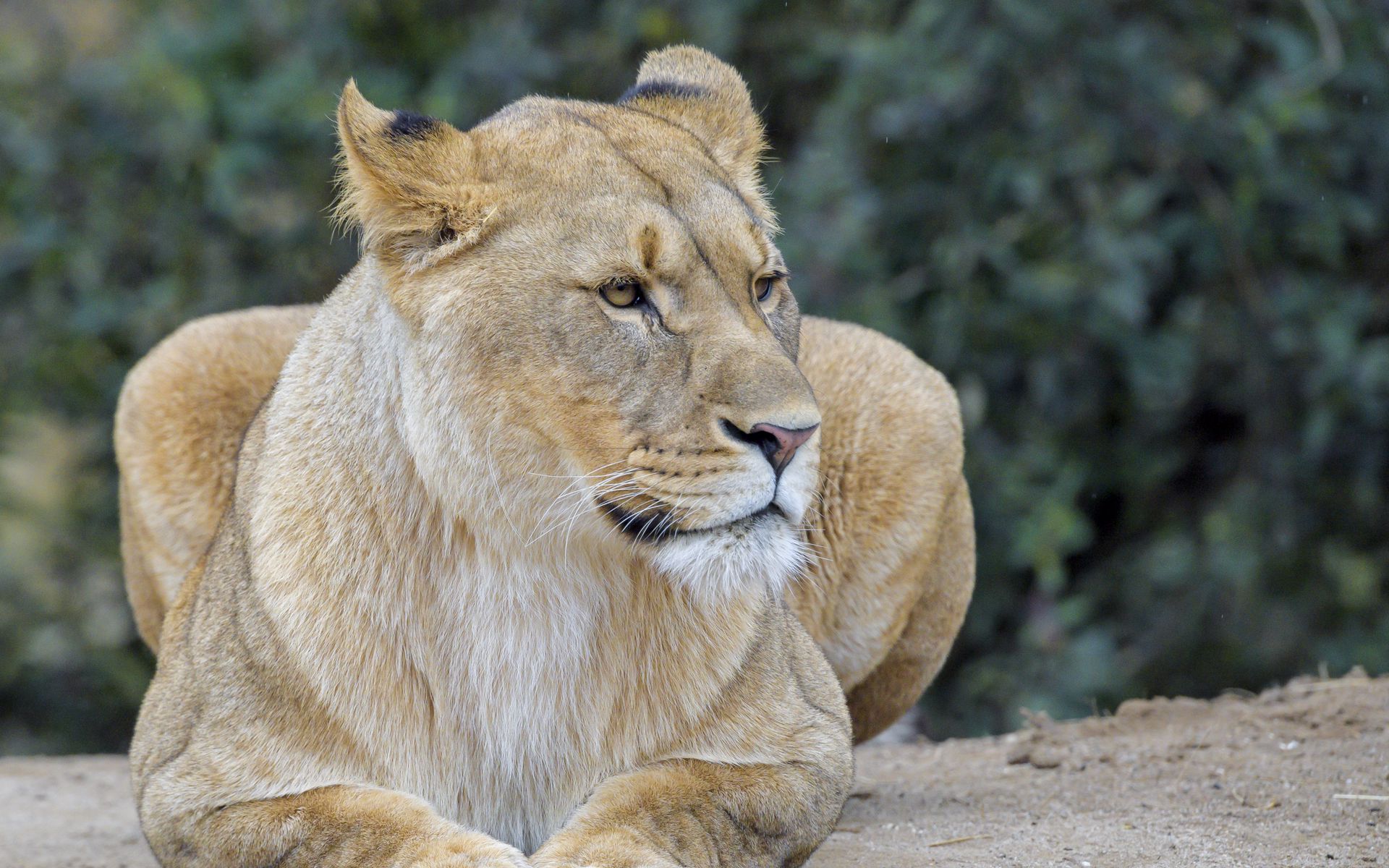 Download wallpaper 1920x1200 lioness, predator, big cat, wildlife ...