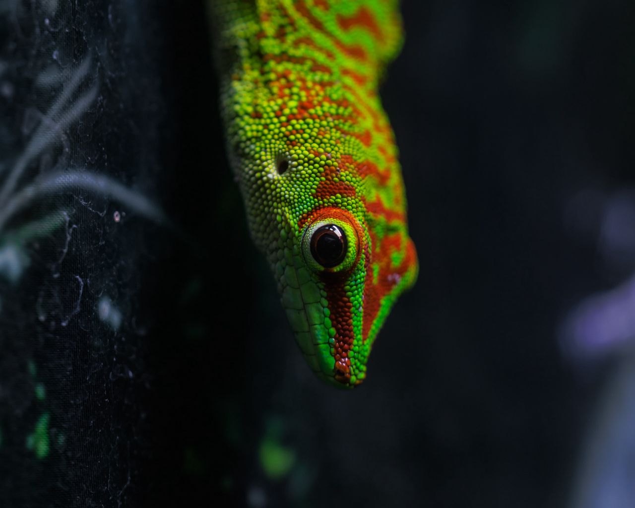 Download wallpaper 1280x1024 lizard, gecko, reptile, macro, green ...