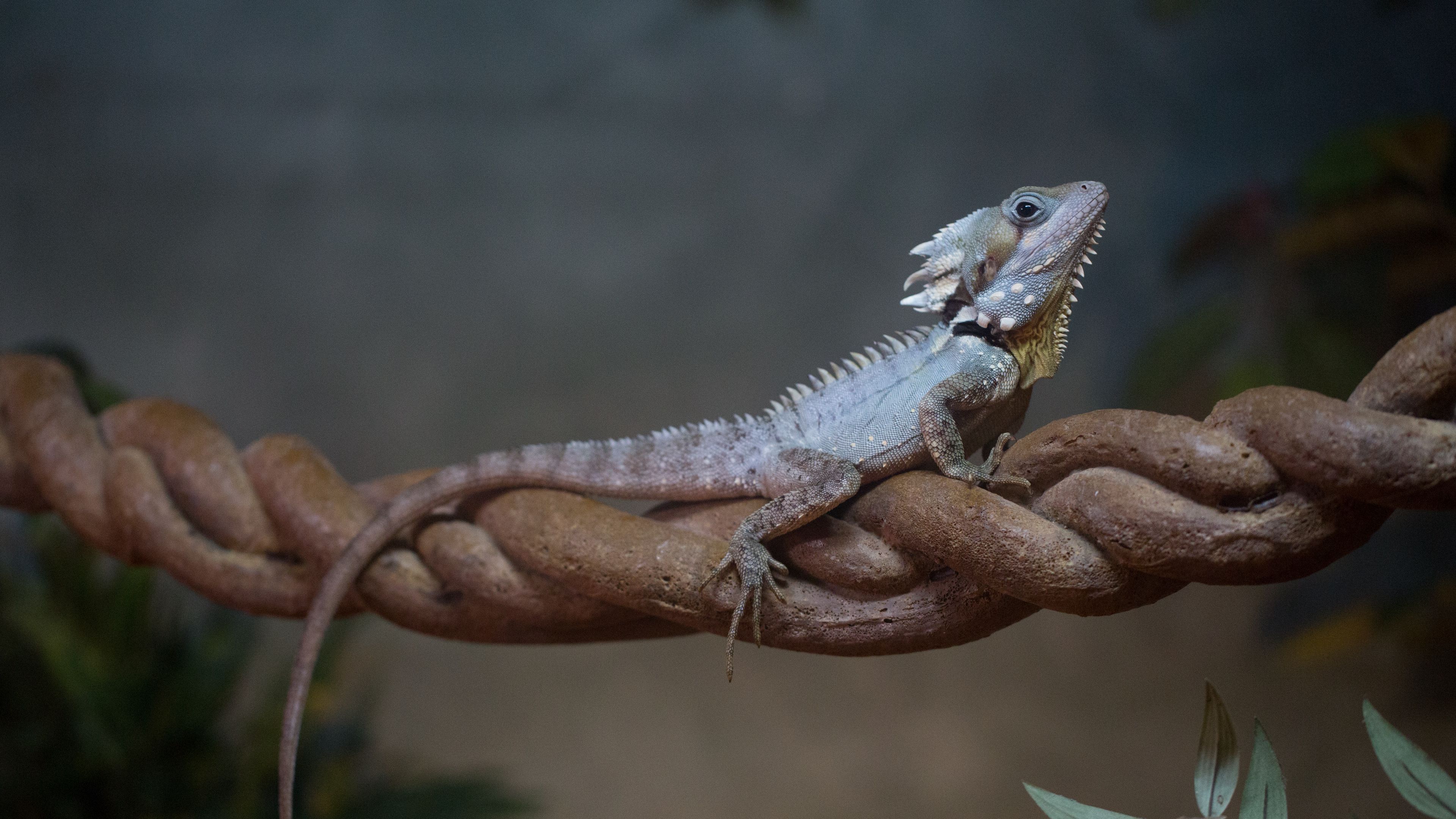 Download wallpaper 3840x2160 lizard, reptile, leaves, macro 4k uhd 16:9 ...