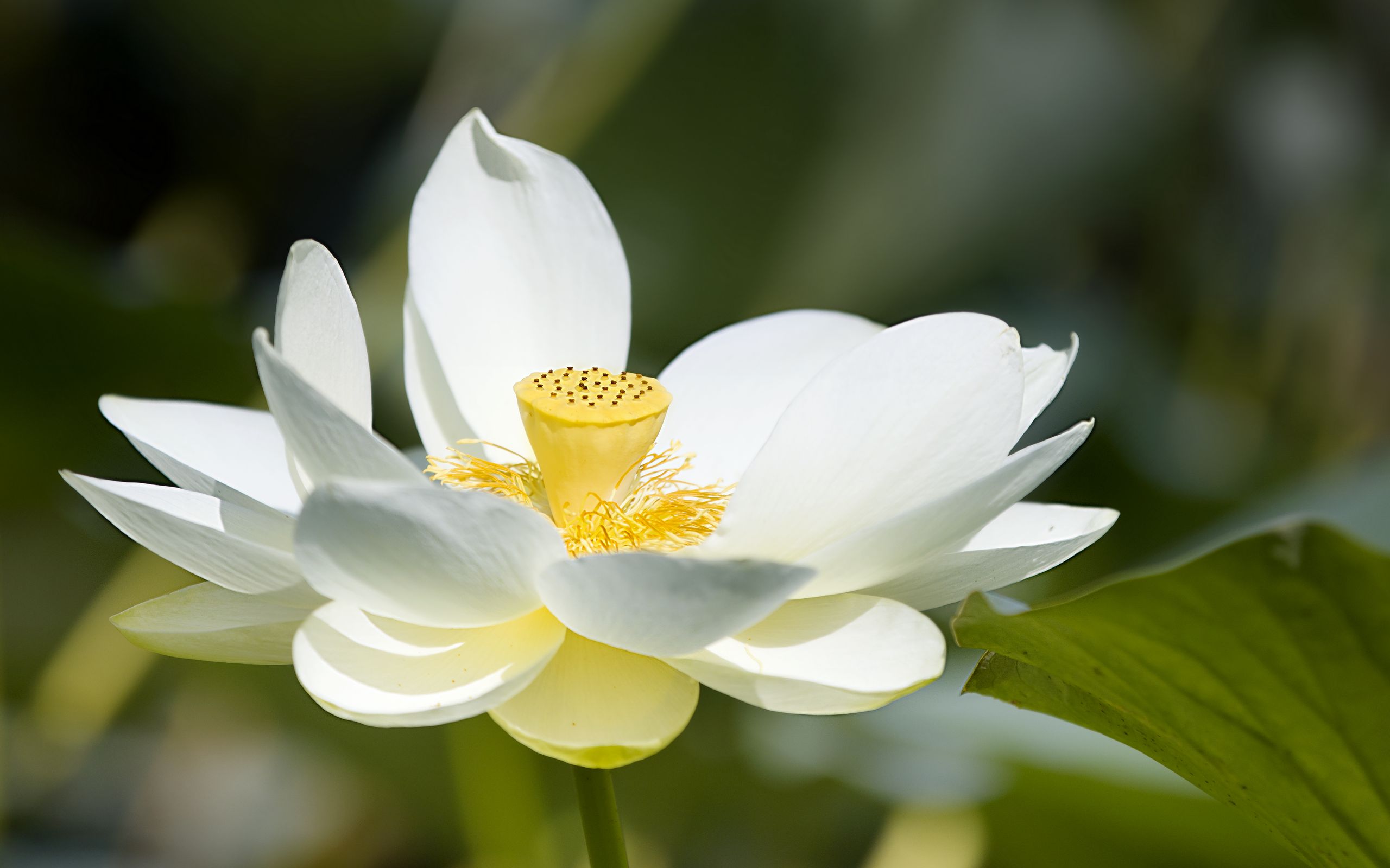 Download wallpaper 2560x1600 lotus, flower, petals, macro, white ...