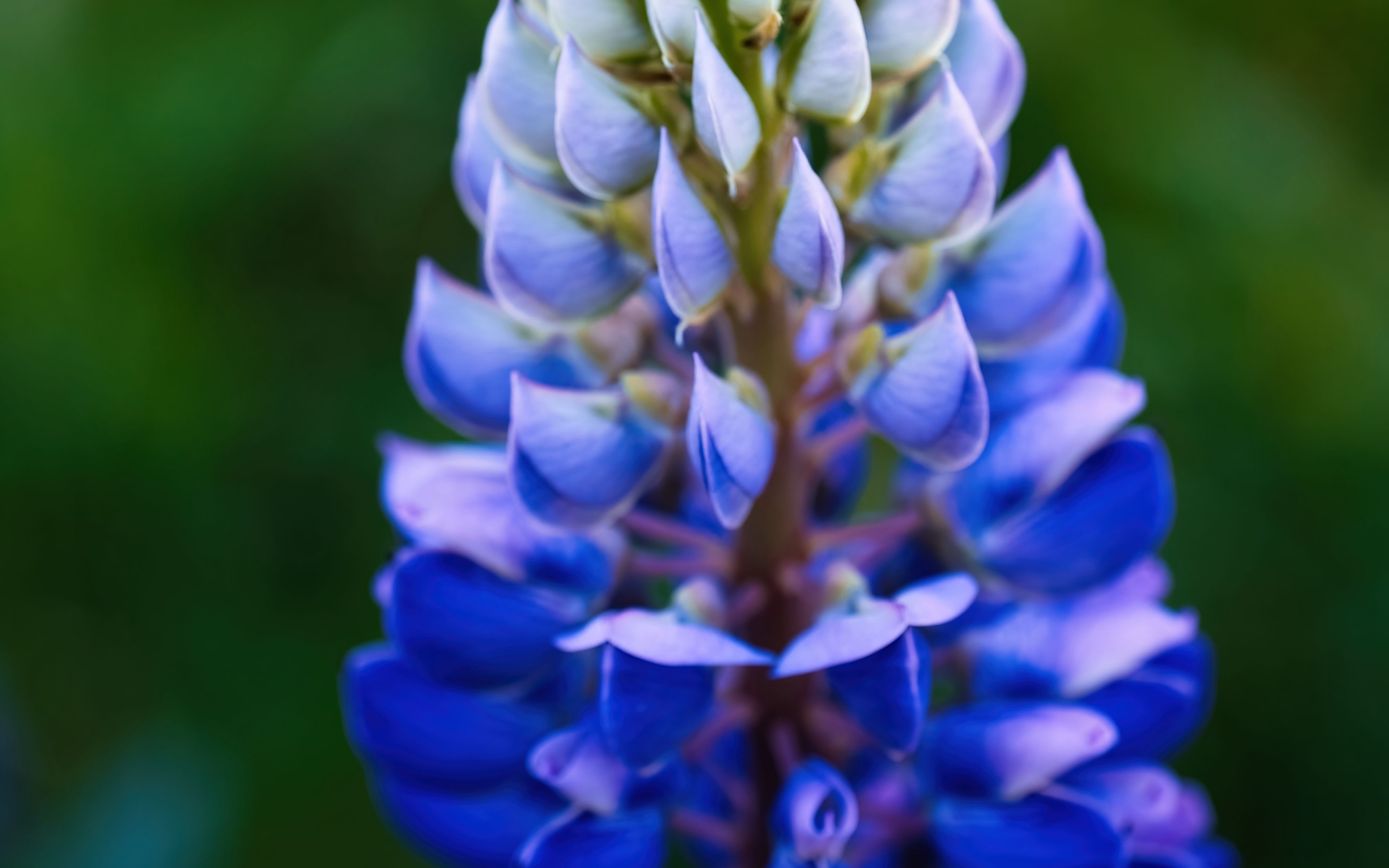 Download wallpaper 3840x2400 lupine, inflorescence, macro, flower, blue ...