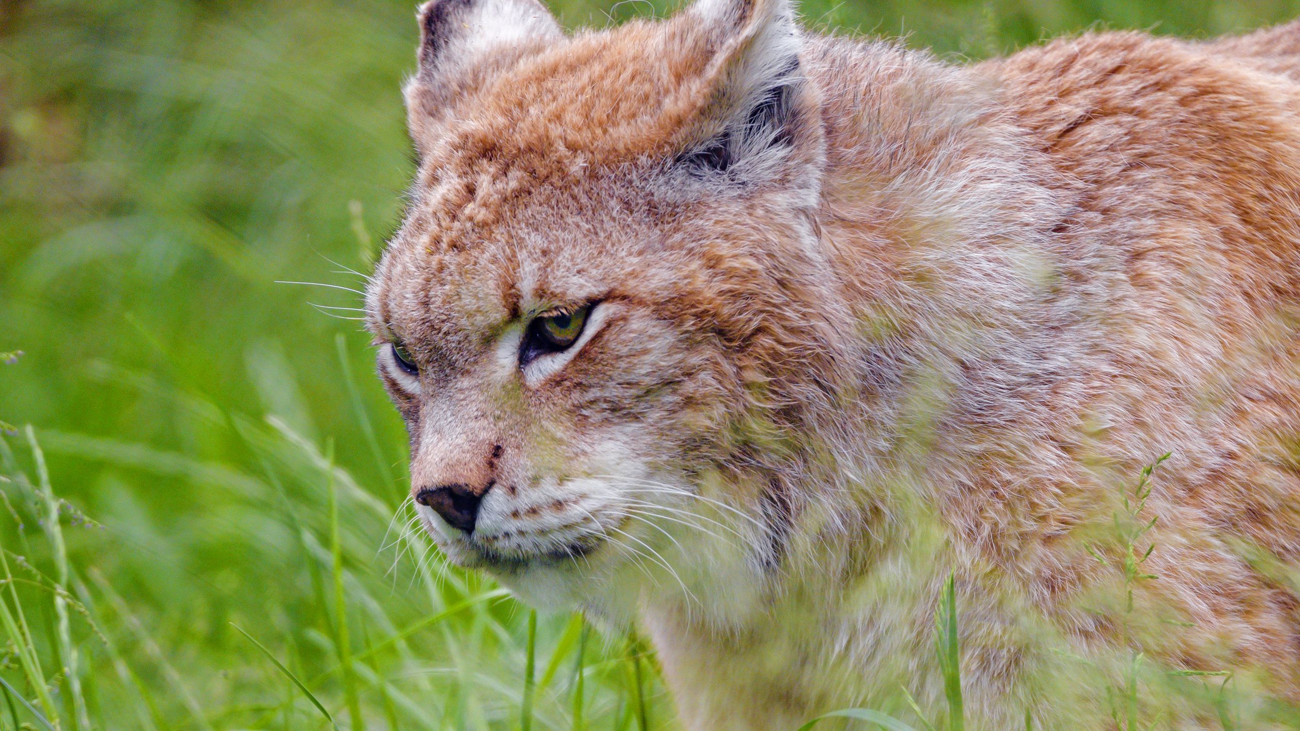 Download wallpaper 2560x1440 lynx, predator, big cat, glance widescreen 16:9 hd background