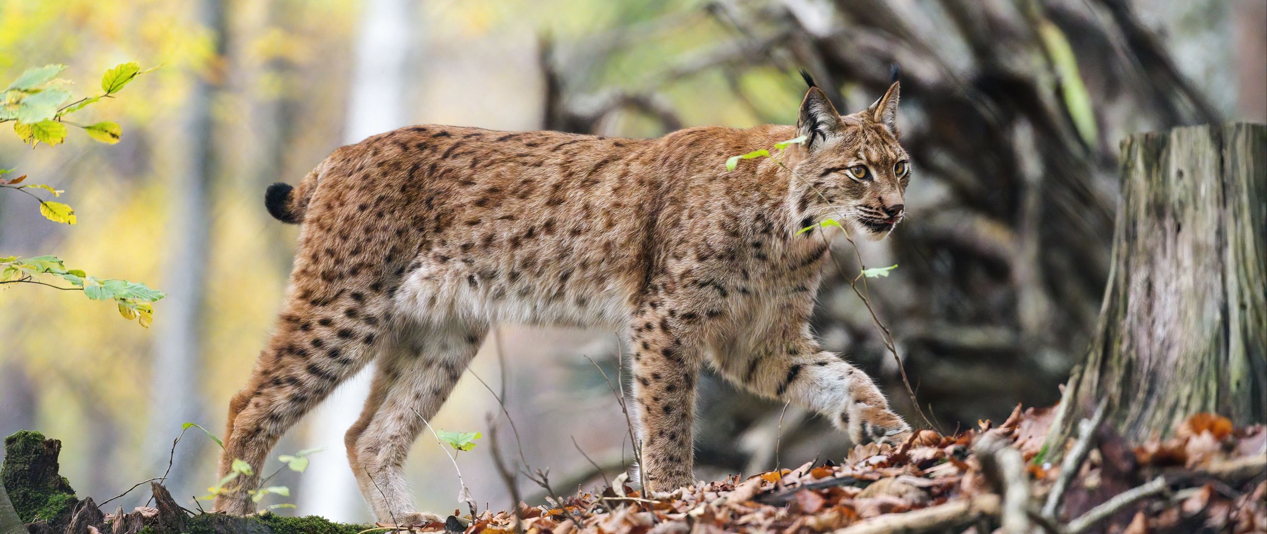 Download wallpaper 2560x1080 lynx, predator, big cat, animal, branches ...