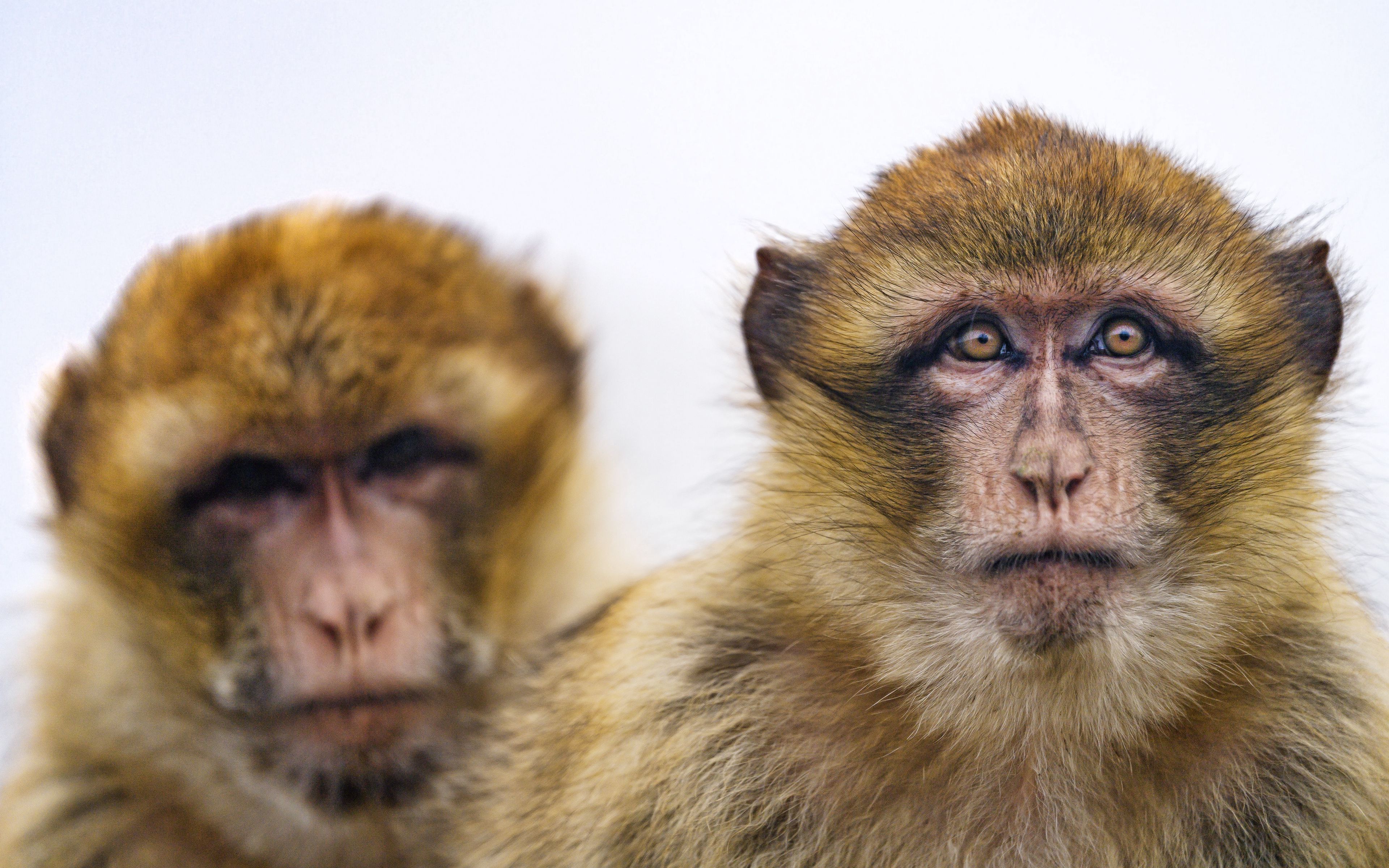 Download wallpaper 3840x2400 macaque, monkey, glance 4k ultra hd 16:10 ...