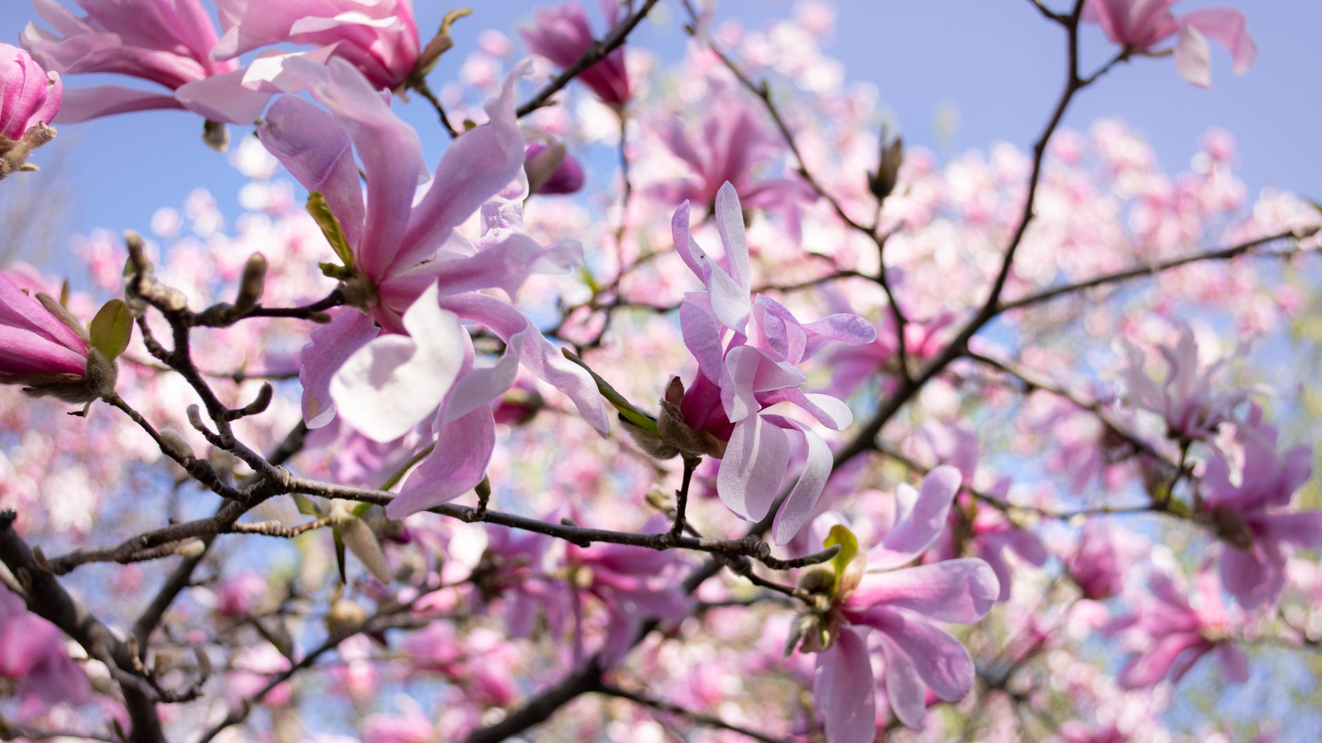 Download wallpaper 1920x1080 magnolia, petals, macro, flowers, spring ...